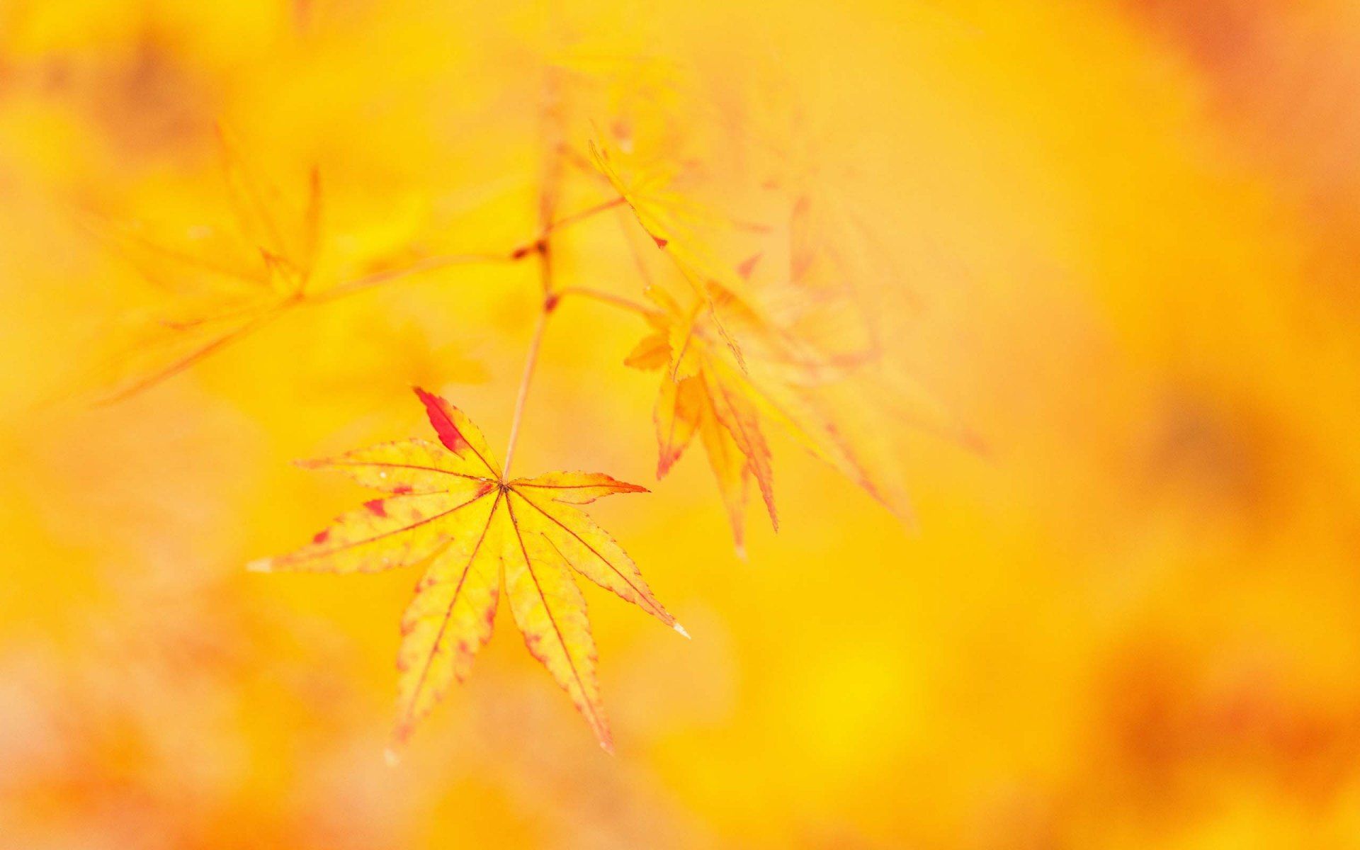 Yellow Chinar Leaf Wallpaper - Chinar Leaf Hd - 1920x1200 Wallpaper ...