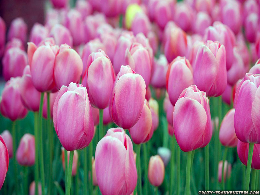 Pink Tulips Hd - 1024x768 Wallpaper - teahub.io