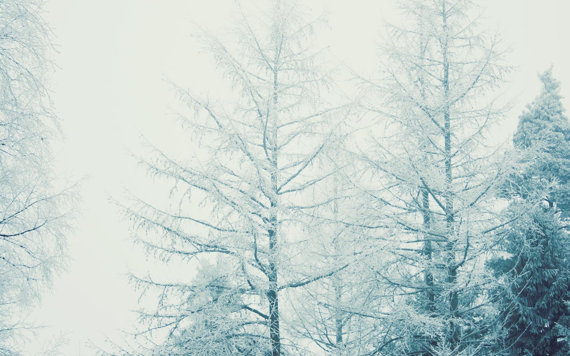 Shortleaf Black Spruce - 1920x1200 Wallpaper - teahub.io