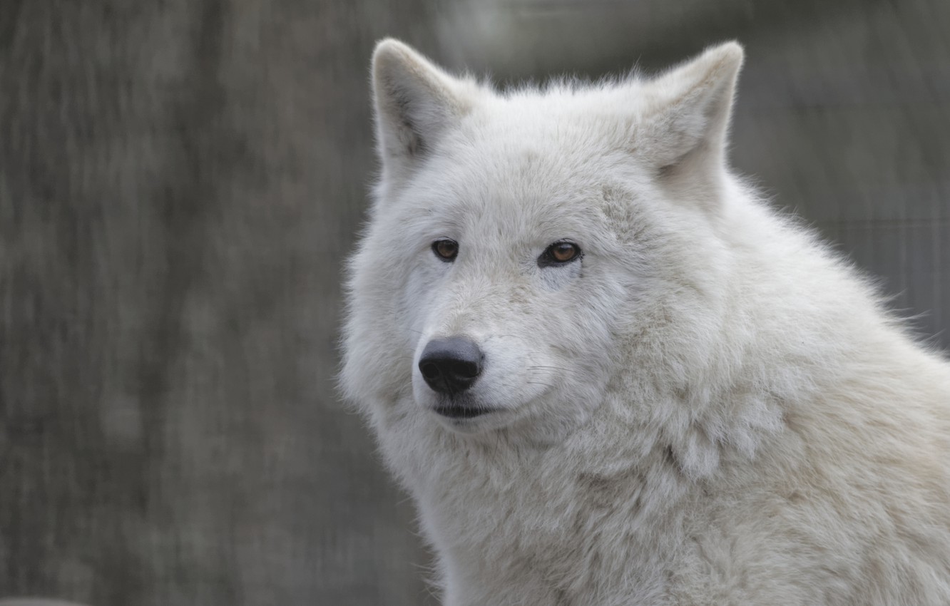 Photo Wallpaper Face, Wolf, Portrait, White Wolf - White Wolf Portrait ...