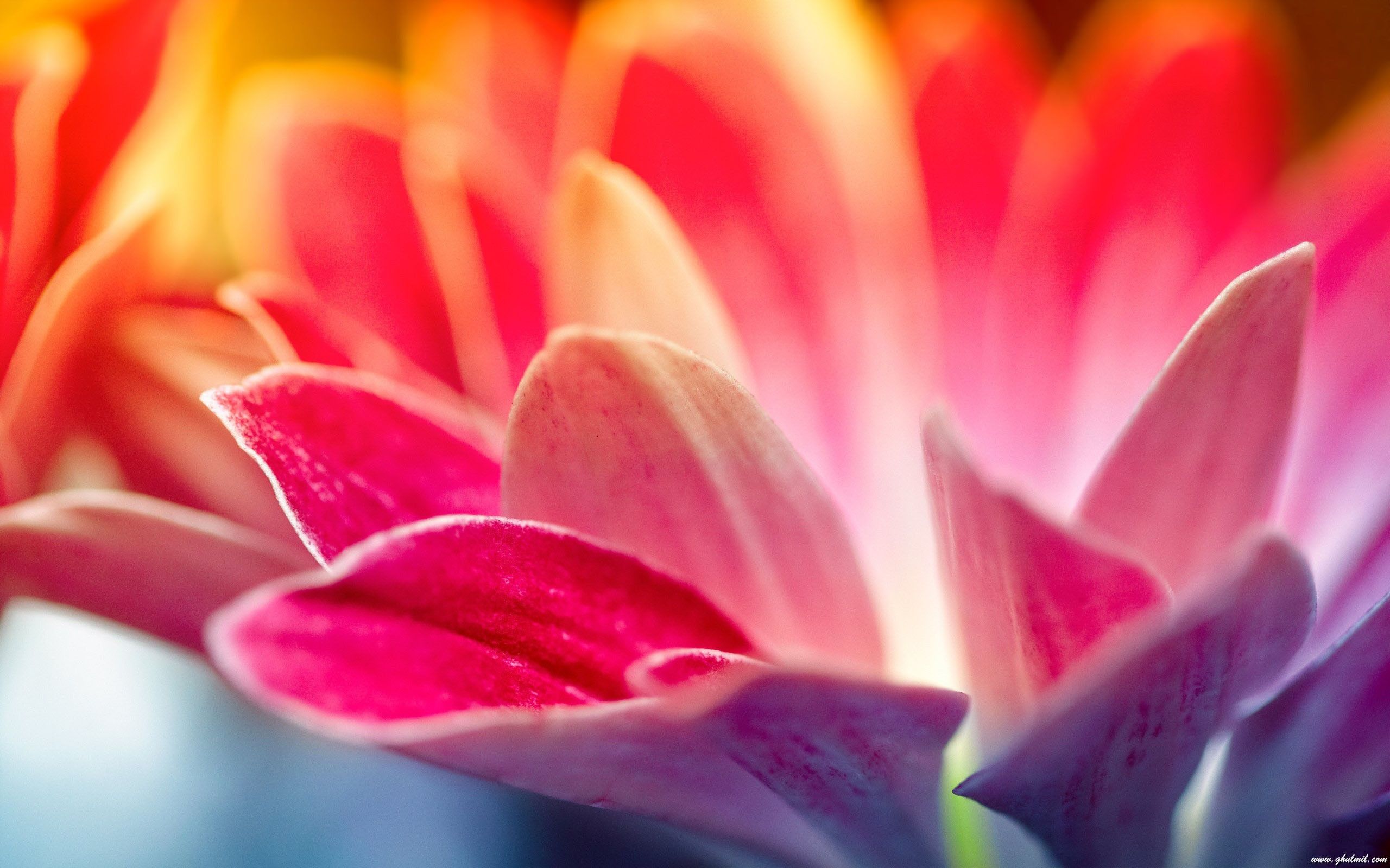 Hd Flower Background - 2560x1600 Wallpaper - teahub.io