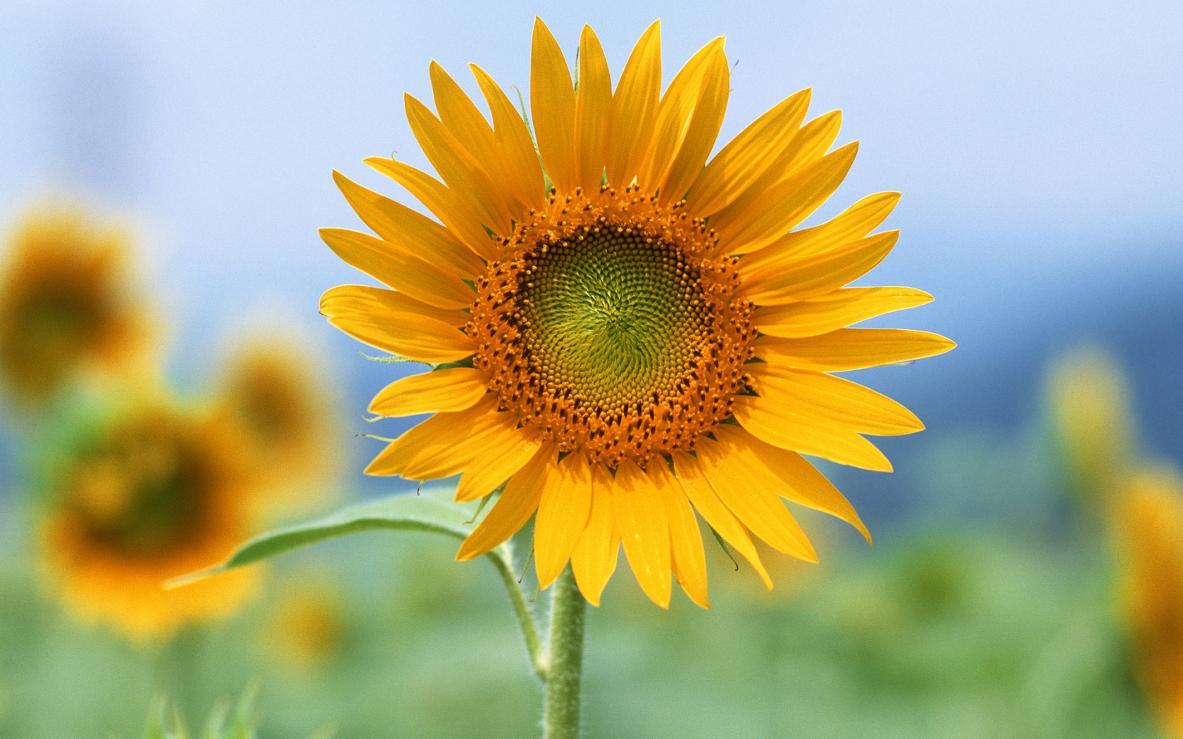 High Resolution Sunflower Hd - 1680x1050 Wallpaper - teahub.io