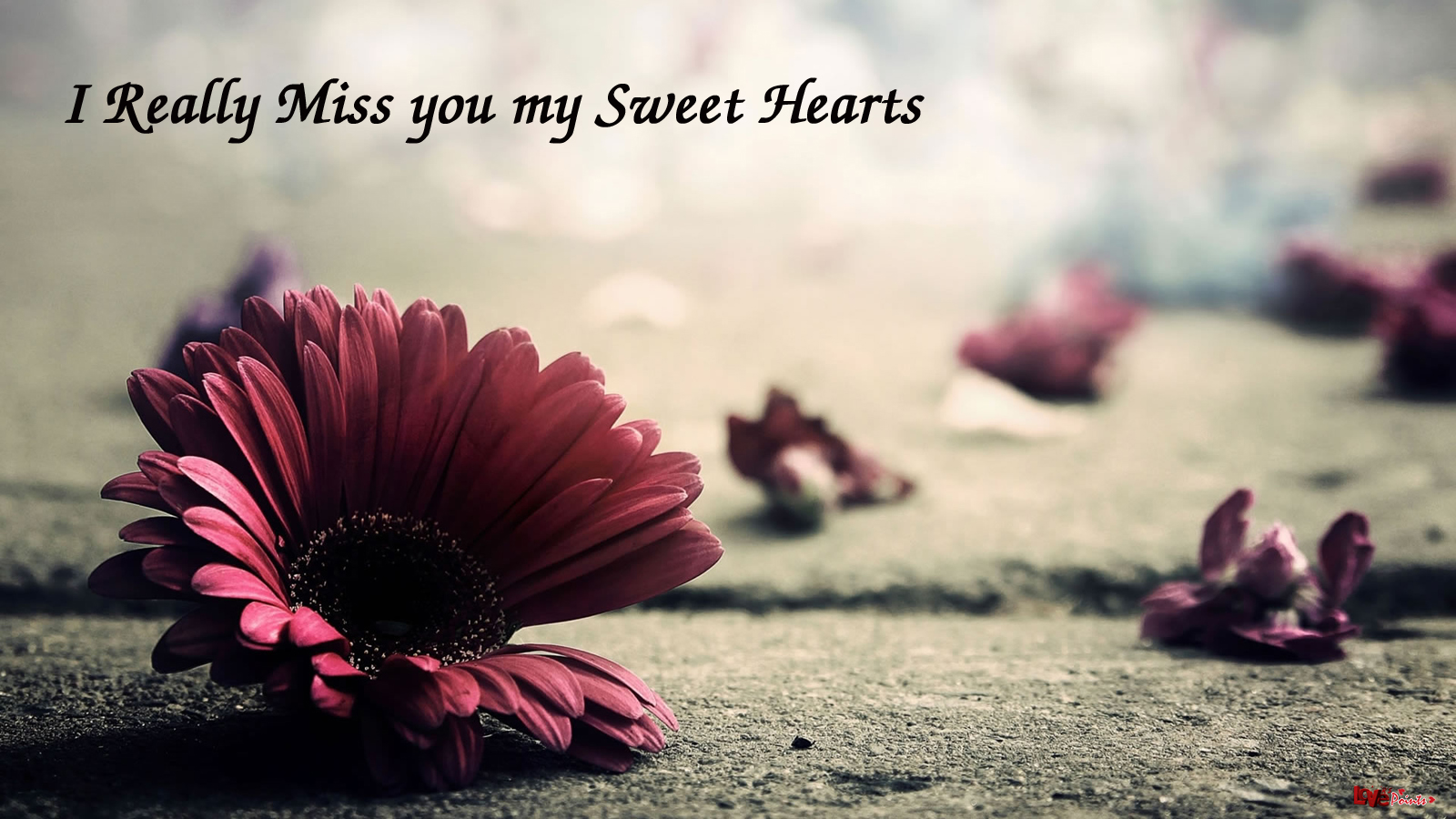 Missing Wallpapers - Sg149my - 1600x900 Wallpaper - teahub.io