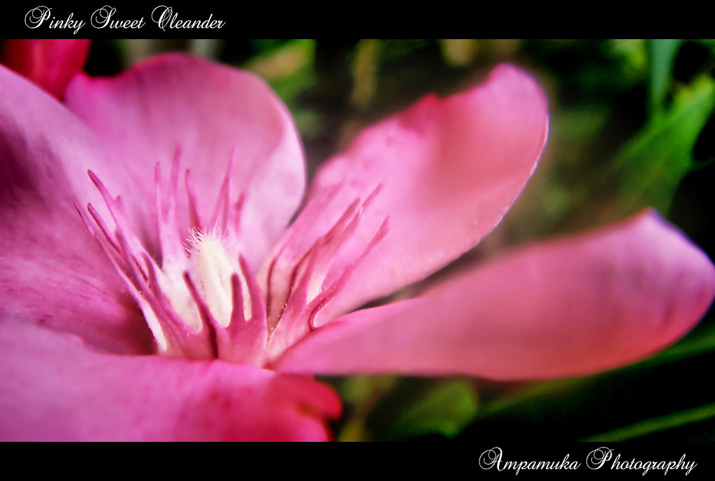 Download Flame Flowers Design Decorative Skin Cover Decal Sticker ...