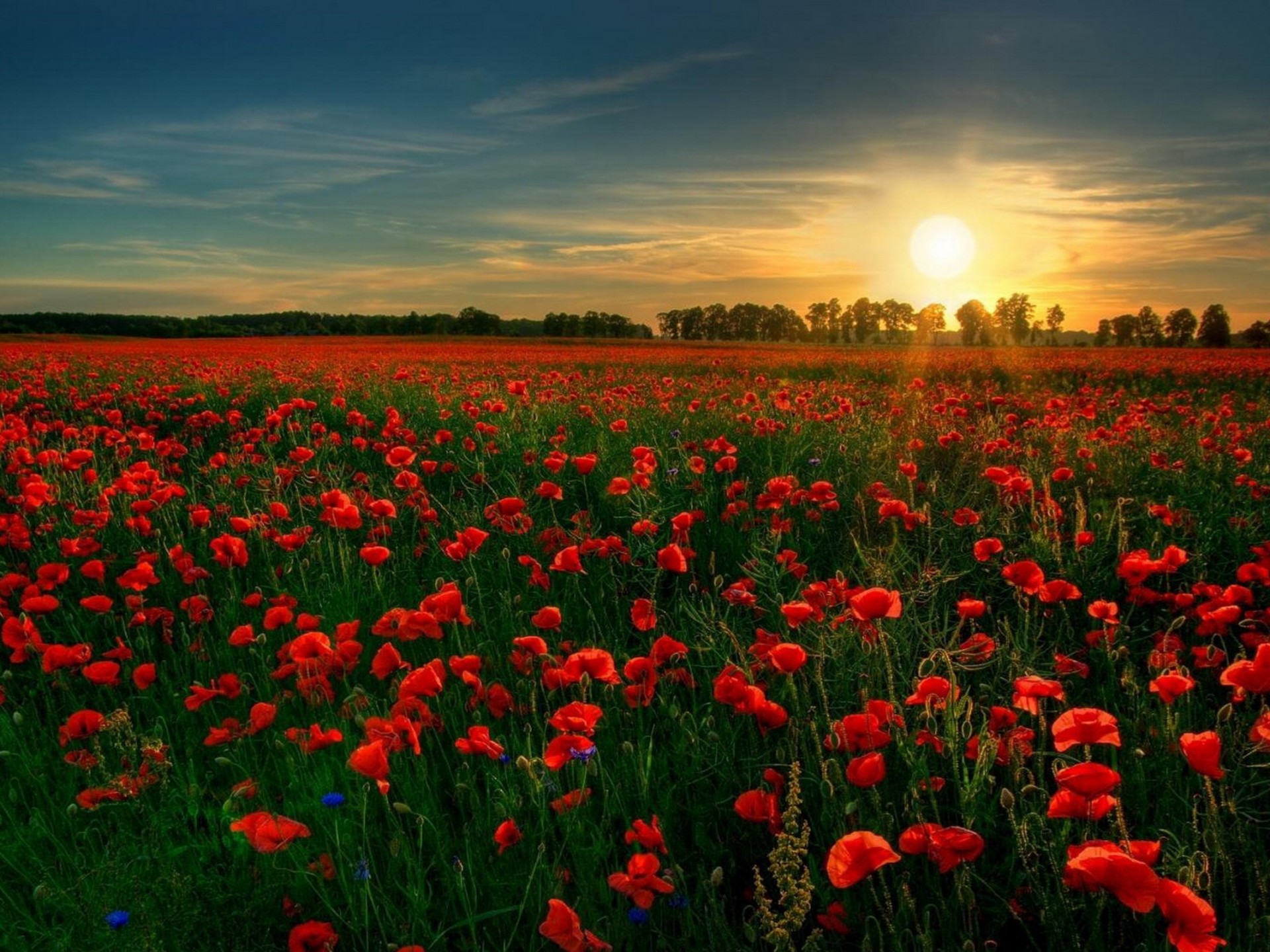 Red Flower Field - 1920x1440 Wallpaper - teahub.io