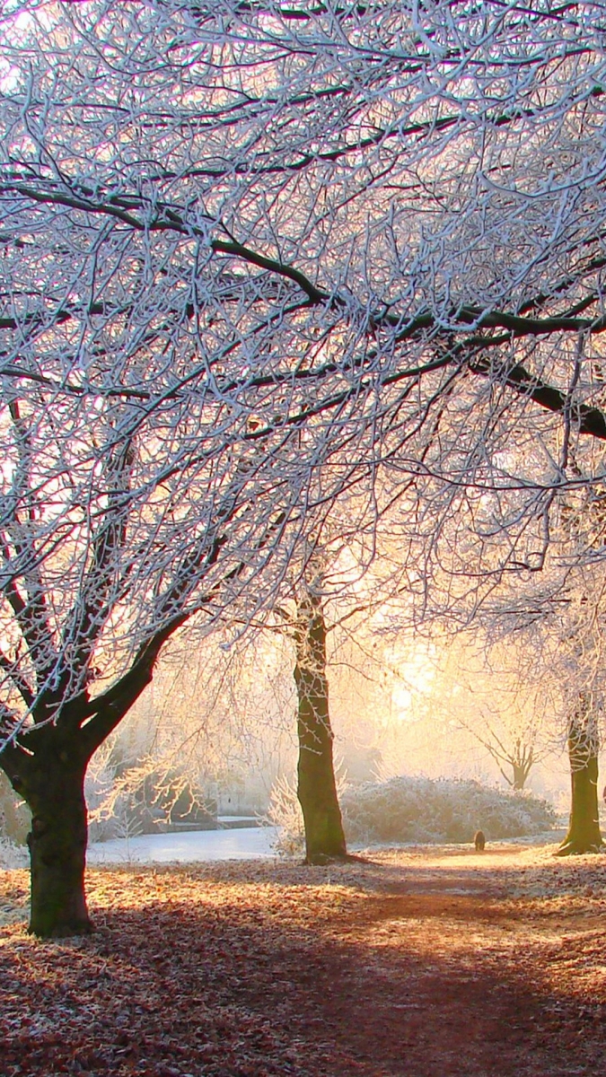 Cold Fall Background - 675x1200 Wallpaper - teahub.io