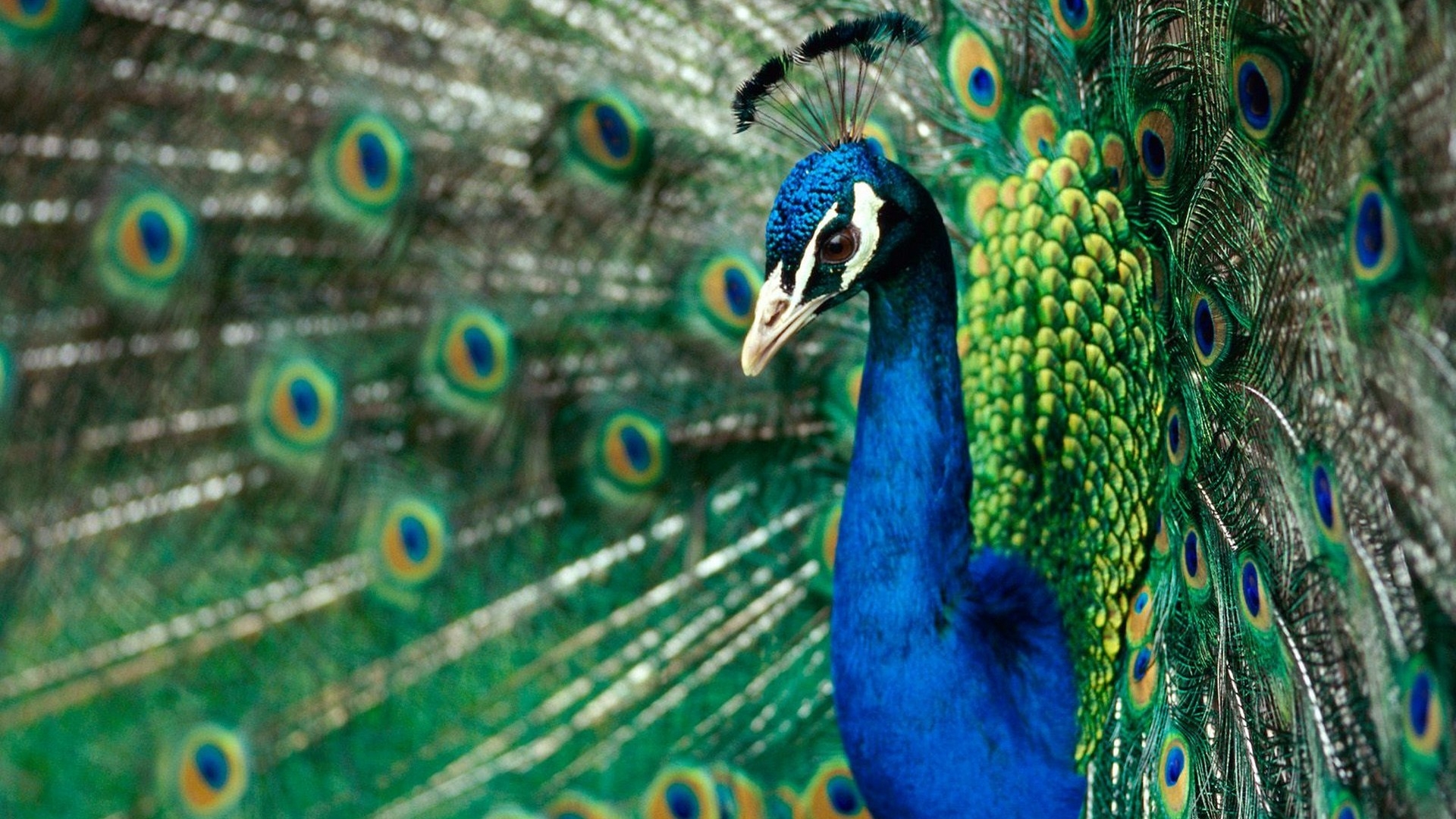 Peacock High Resolution 1920x1080 Wallpaper