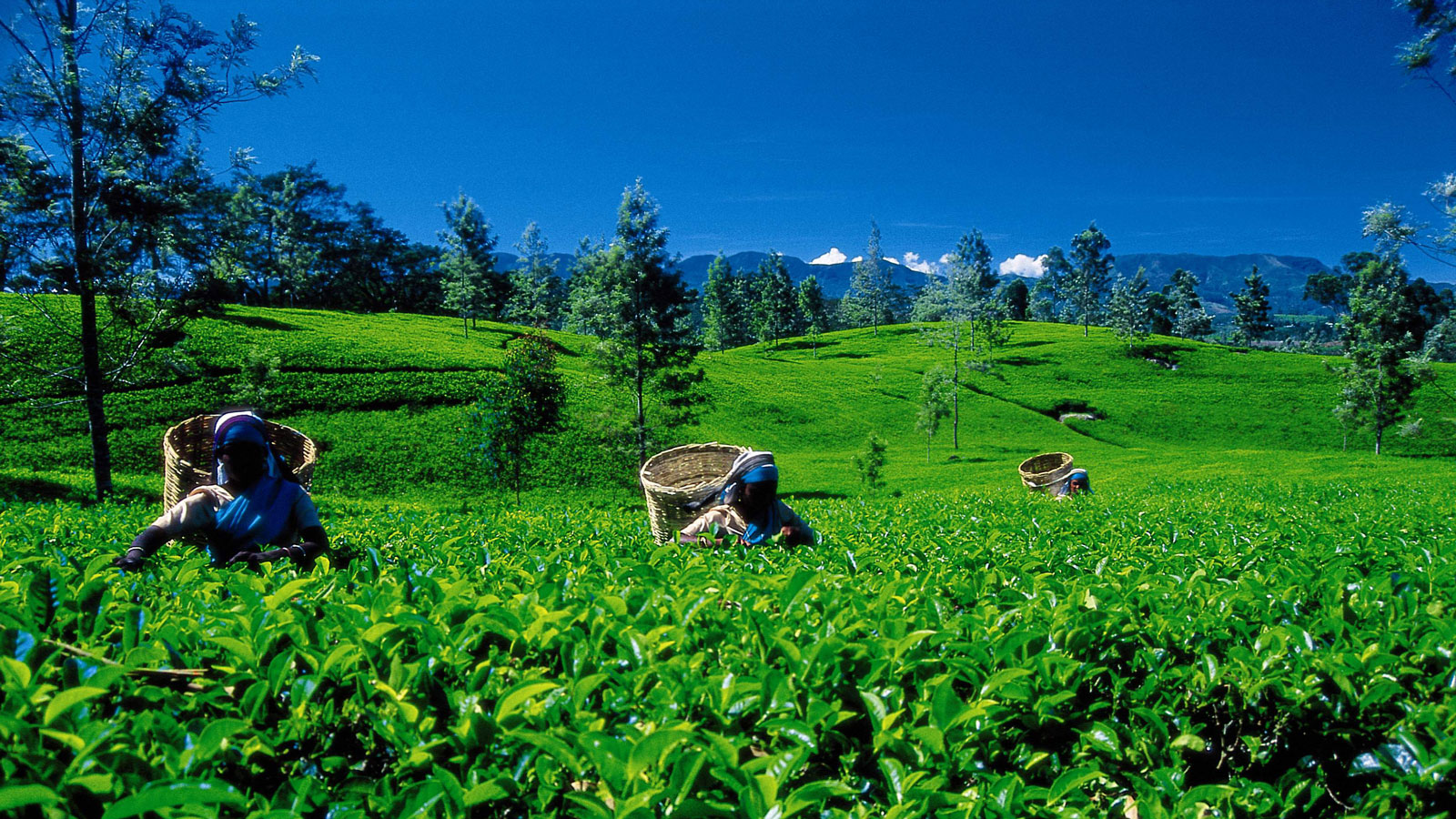 Tea Estate In Nuwara Eliya - 1600x900 Wallpaper - teahub.io