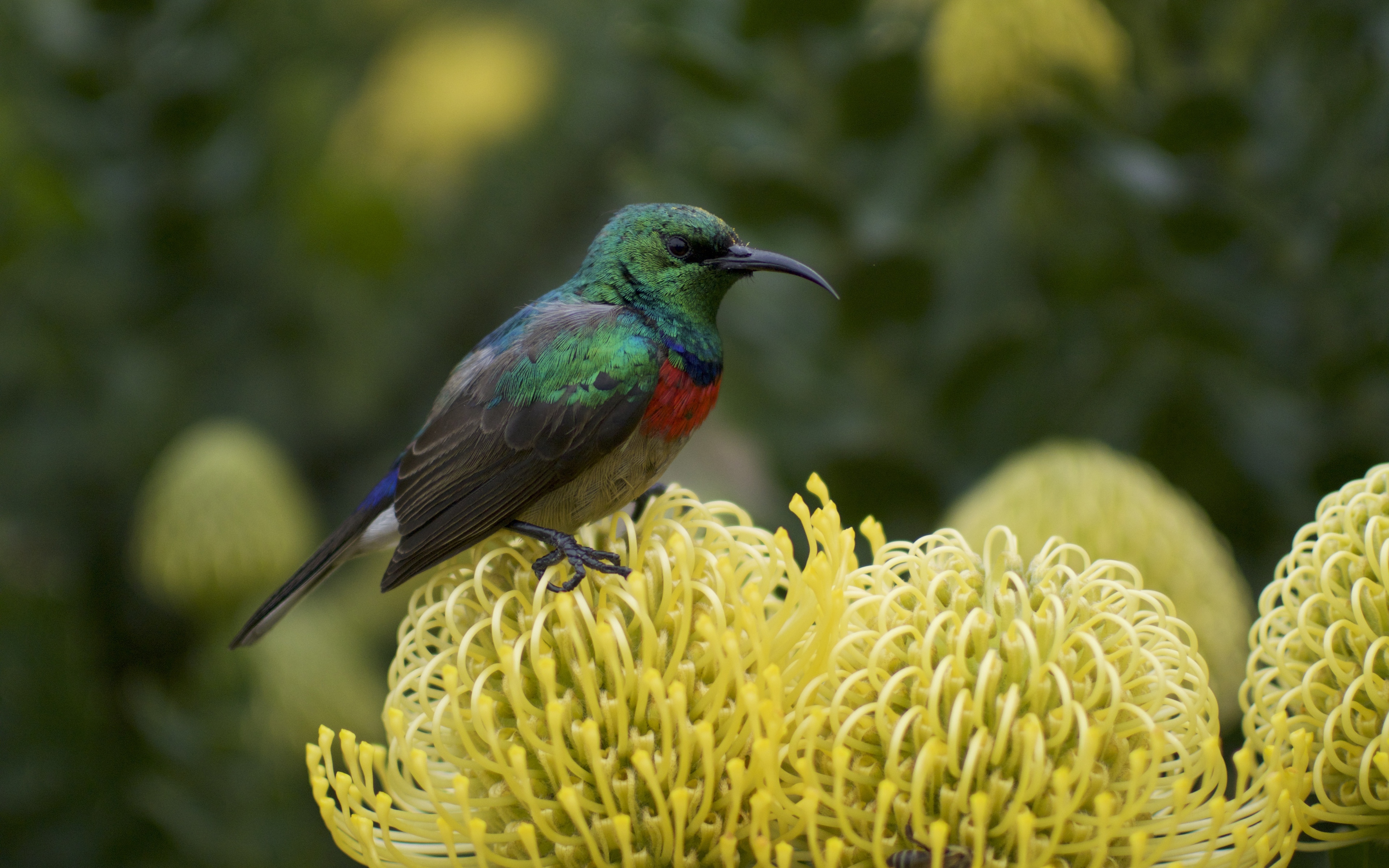 Wallpaper Palestine Sunbird, Bird, Flower - Palestine - 3840x2400 ...
