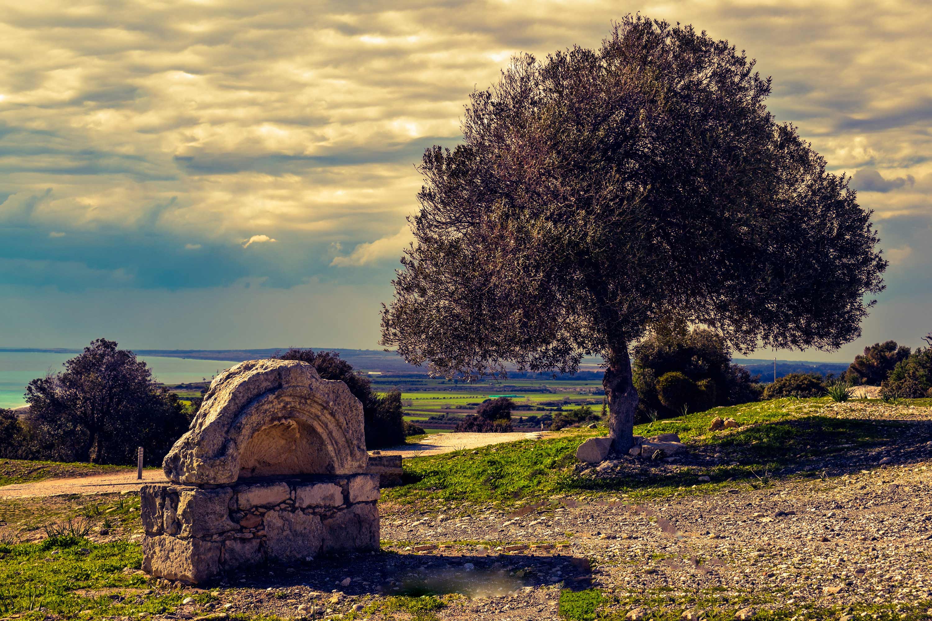 Olive Trees - 3000x2000 Wallpaper - teahub.io