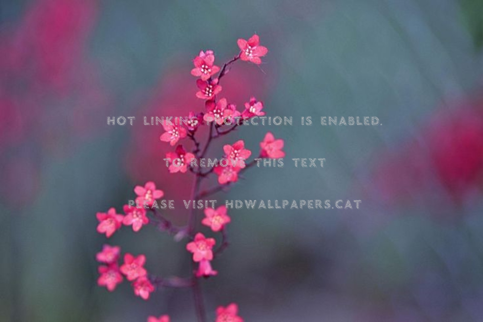It S A Feel Good Day Deep Pink Flowers - Desktop Background Feeling ...