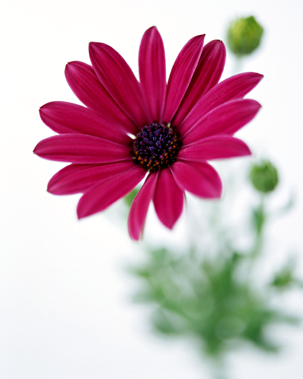 West Nile Delta Logo - 1024x1280 Wallpaper - teahub.io