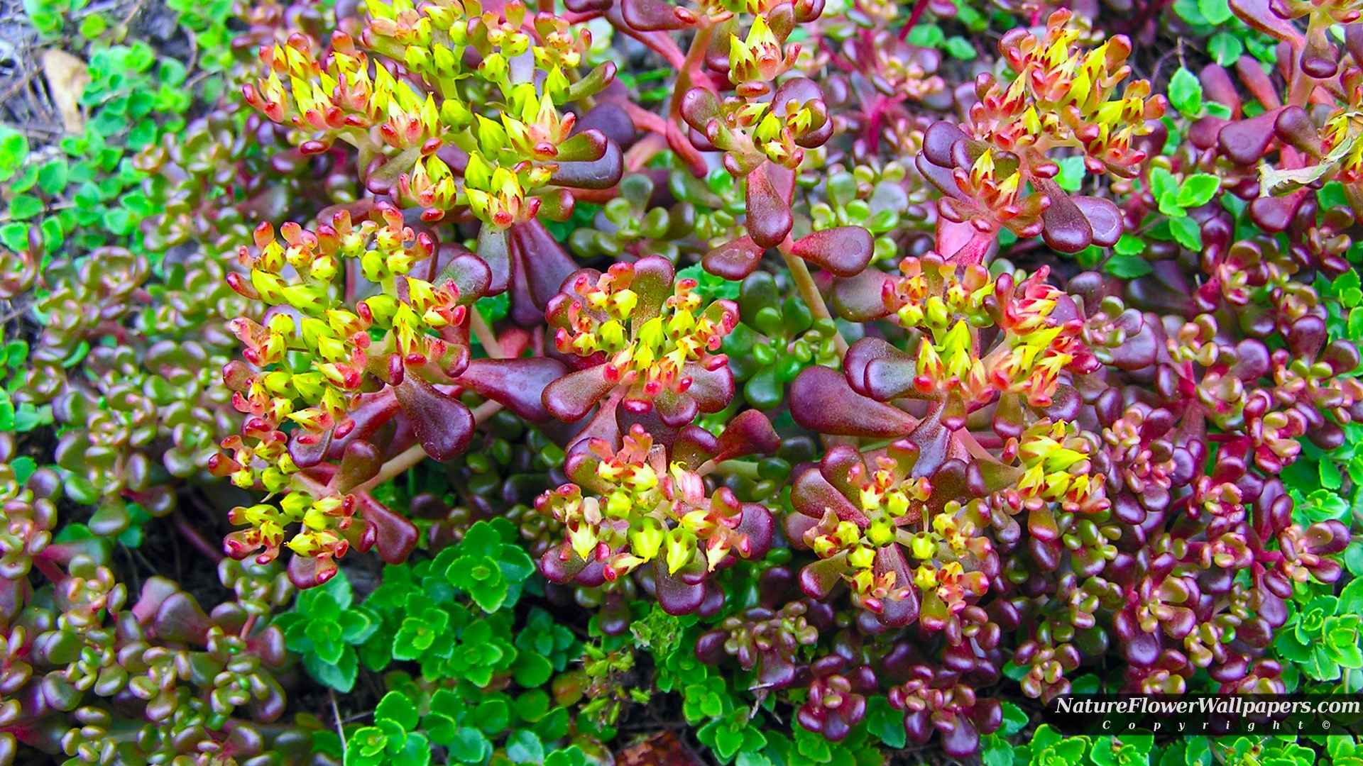 Cool Looking Sedum Wallpaper Resolution - Flower - 1920x1080 Wallpaper ...