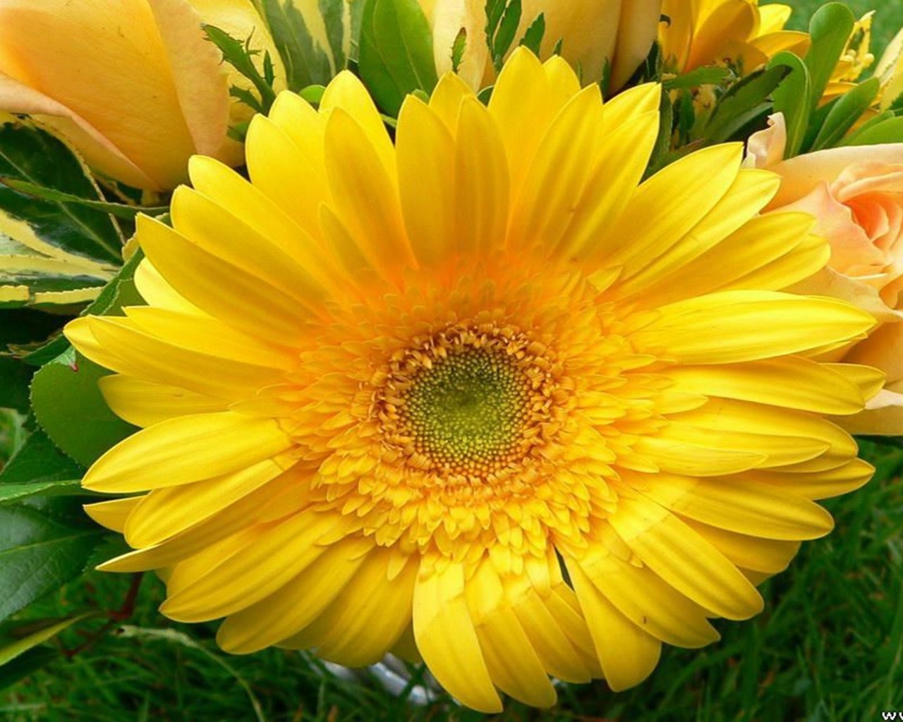 Big Yellow Flower - 1280x1024 Wallpaper - teahub.io