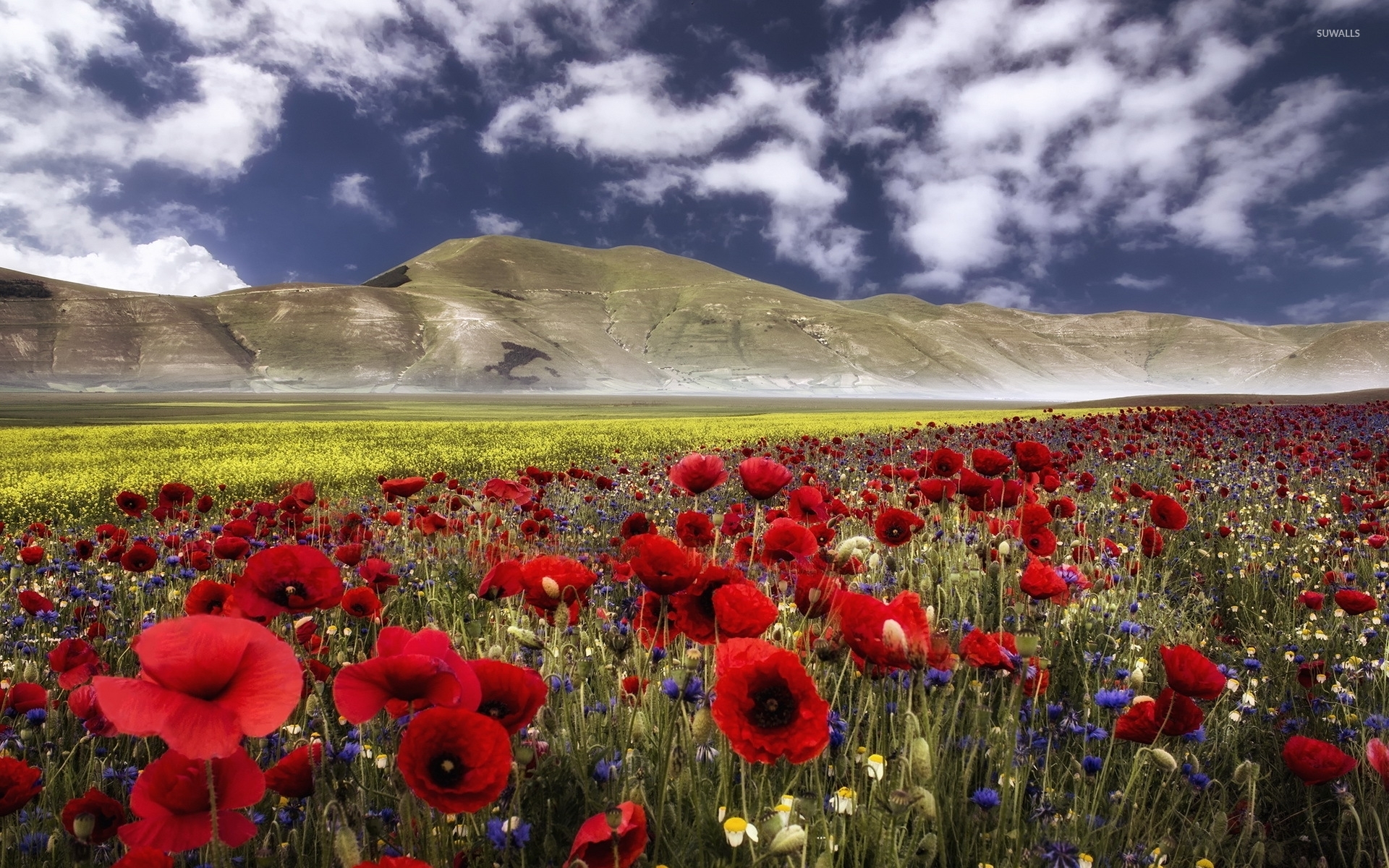 Red Flowers Blue Ocean - 1920x1200 Wallpaper - teahub.io