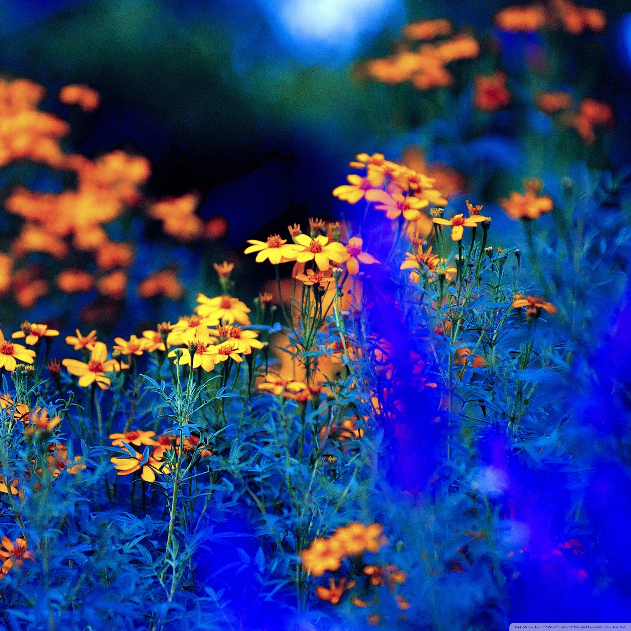 Nature 600 X 800 - 2048x2048 Wallpaper - teahub.io