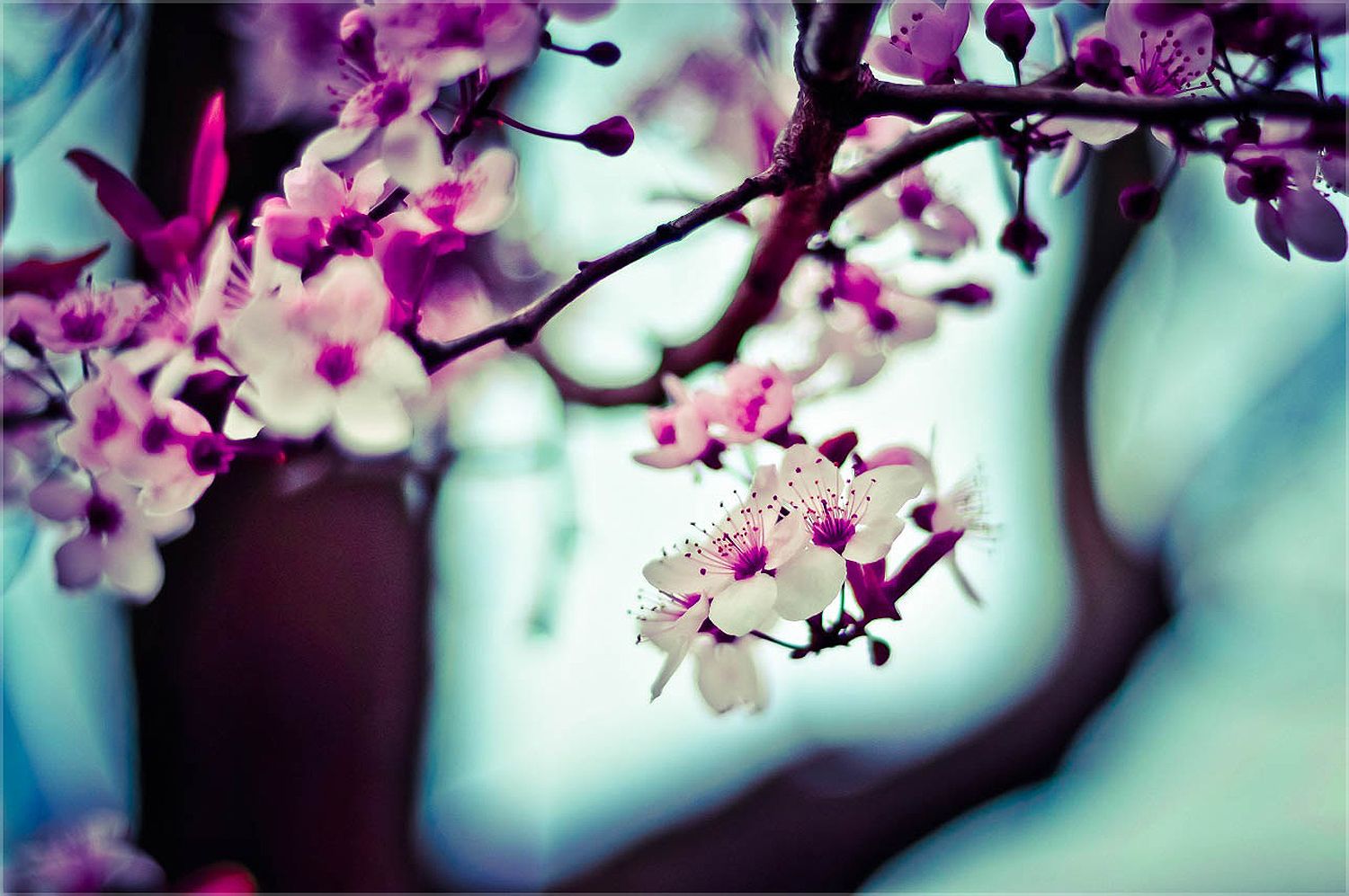 Tree With Multiple Color Flowers - 1500x997 Wallpaper - teahub.io
