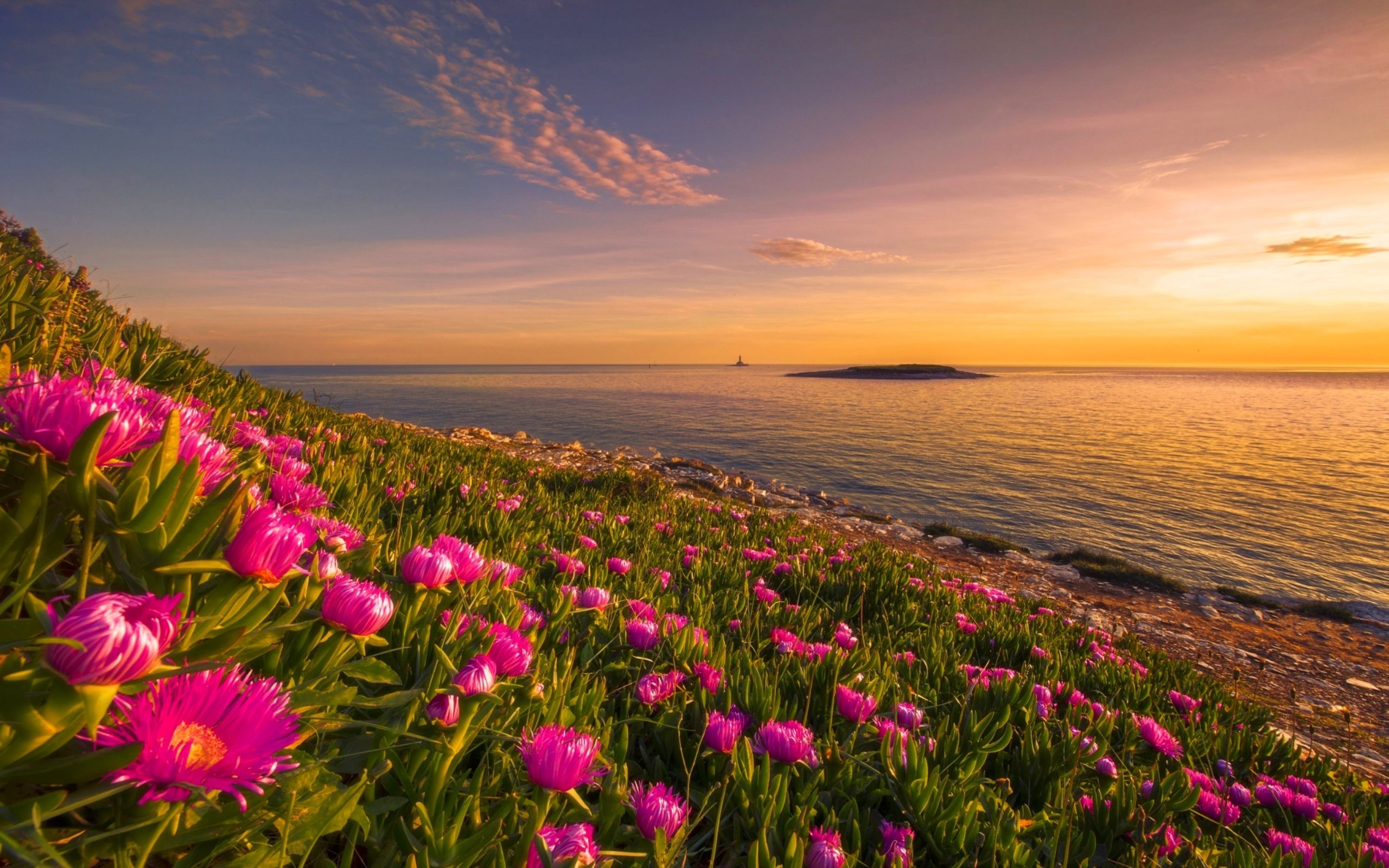 Sunset Flowers Hd - 2560x1600 Wallpaper - teahub.io