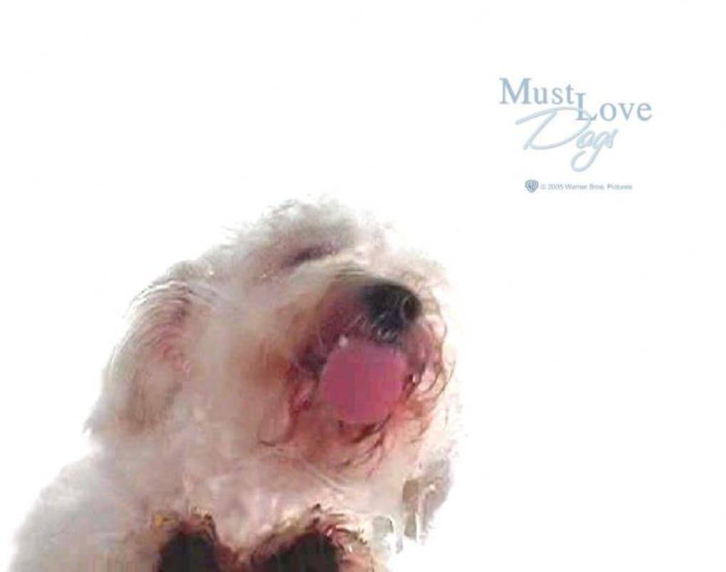 Dog Screen Cleaner Screensaver - Dog Yawns - 1020x804 Wallpaper - teahub.io
