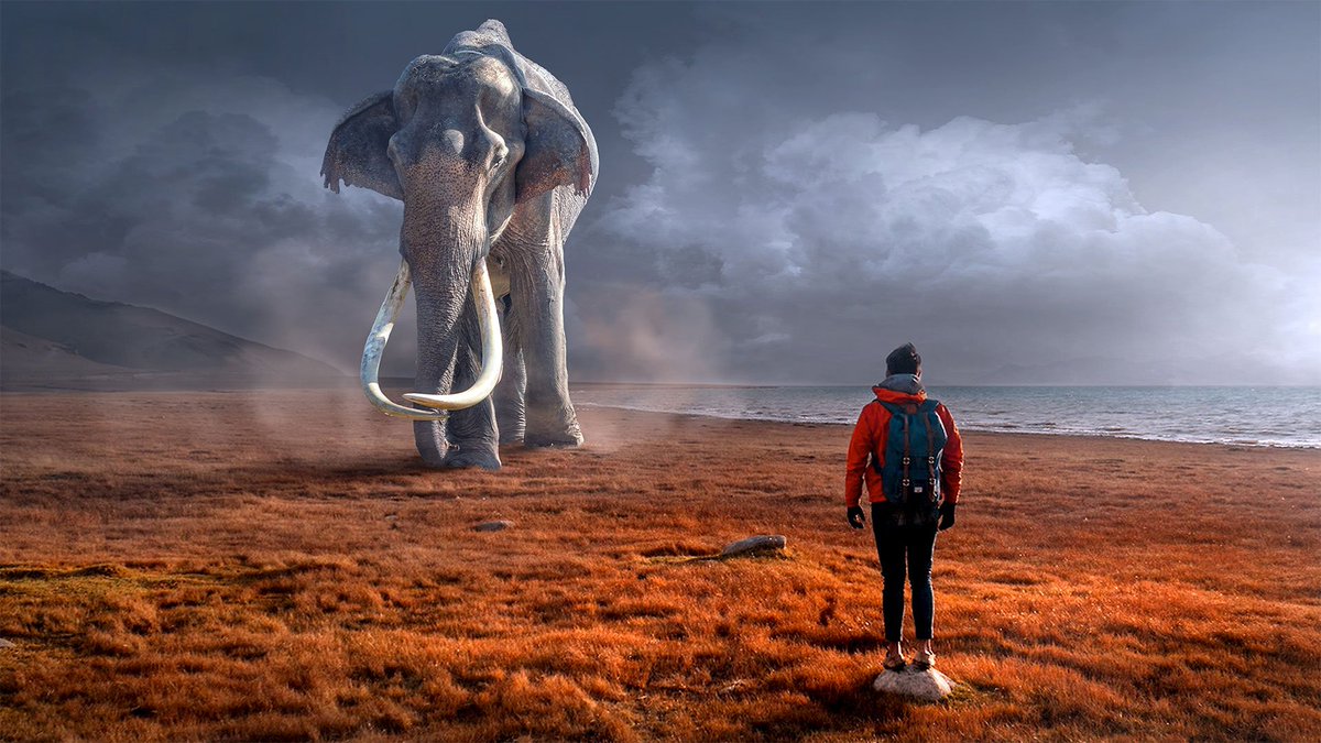Elephant In Front Of Human - 1200x675 Wallpaper - teahub.io