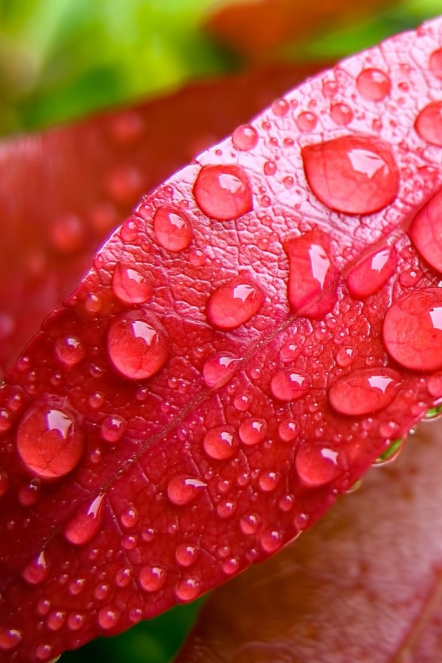 Red Leaf With Water Drops - 640x960 Wallpaper - teahub.io