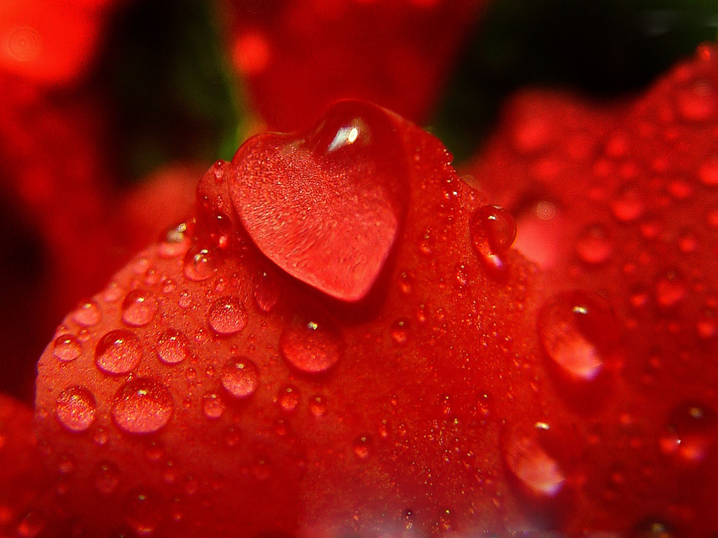 Heart Shaped Water Drop - Rose Heart Wallpaper Hd - 1024x768 Wallpaper ...