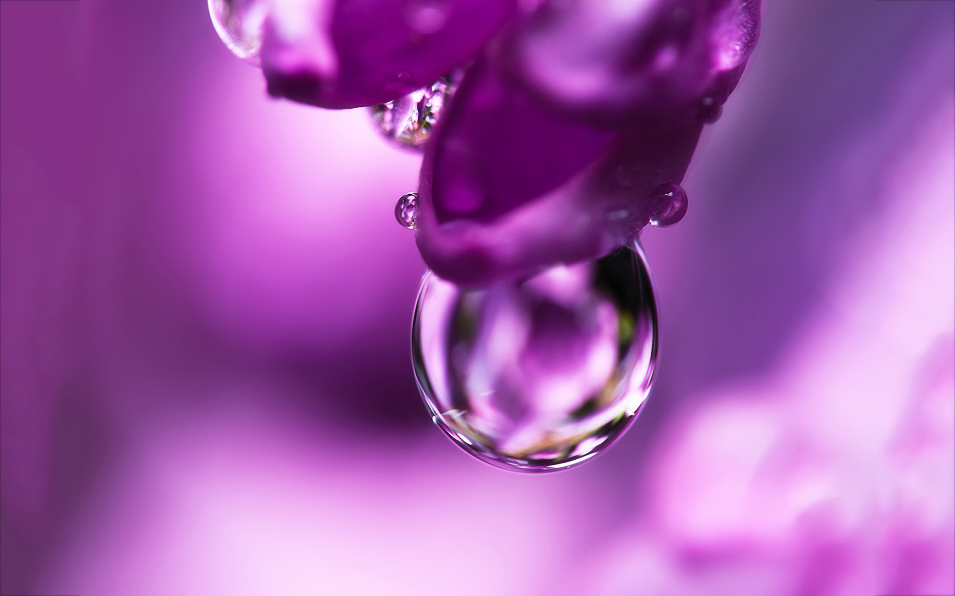Flower Pink Water Drop - 1920x1200 Wallpaper - teahub.io
