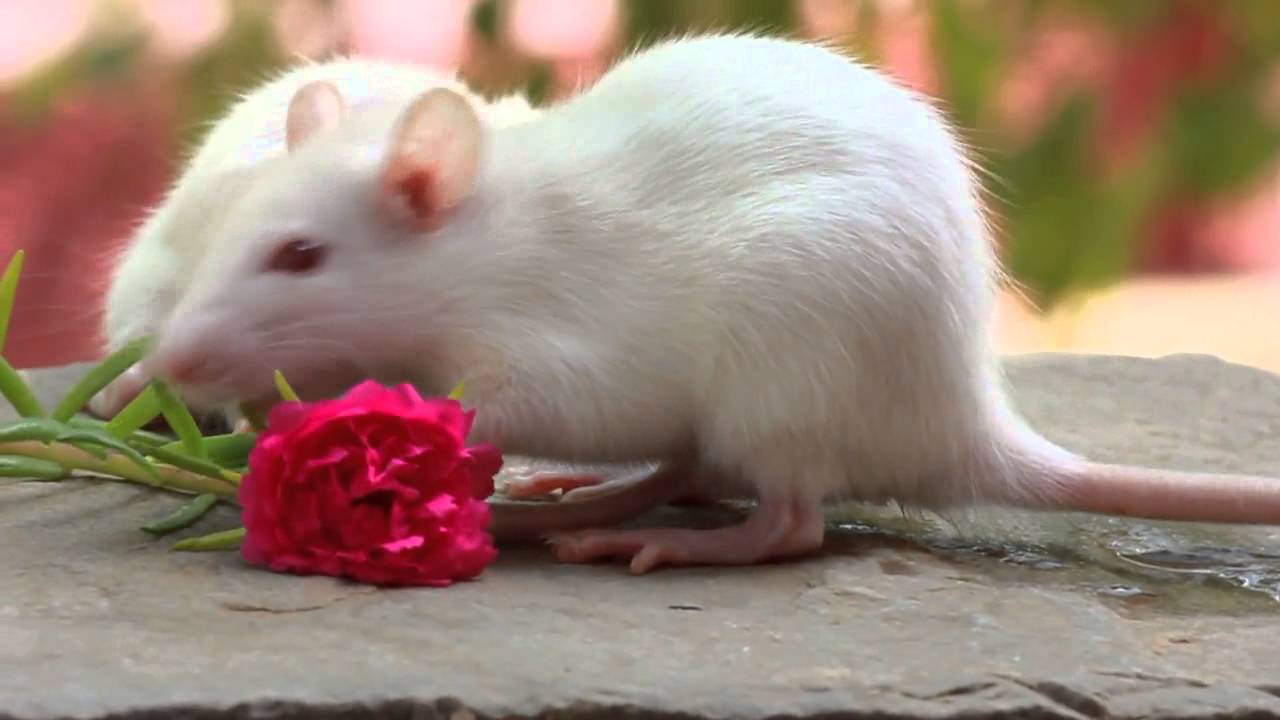 White Mouse Hd - 1280x720 Wallpaper - teahub.io