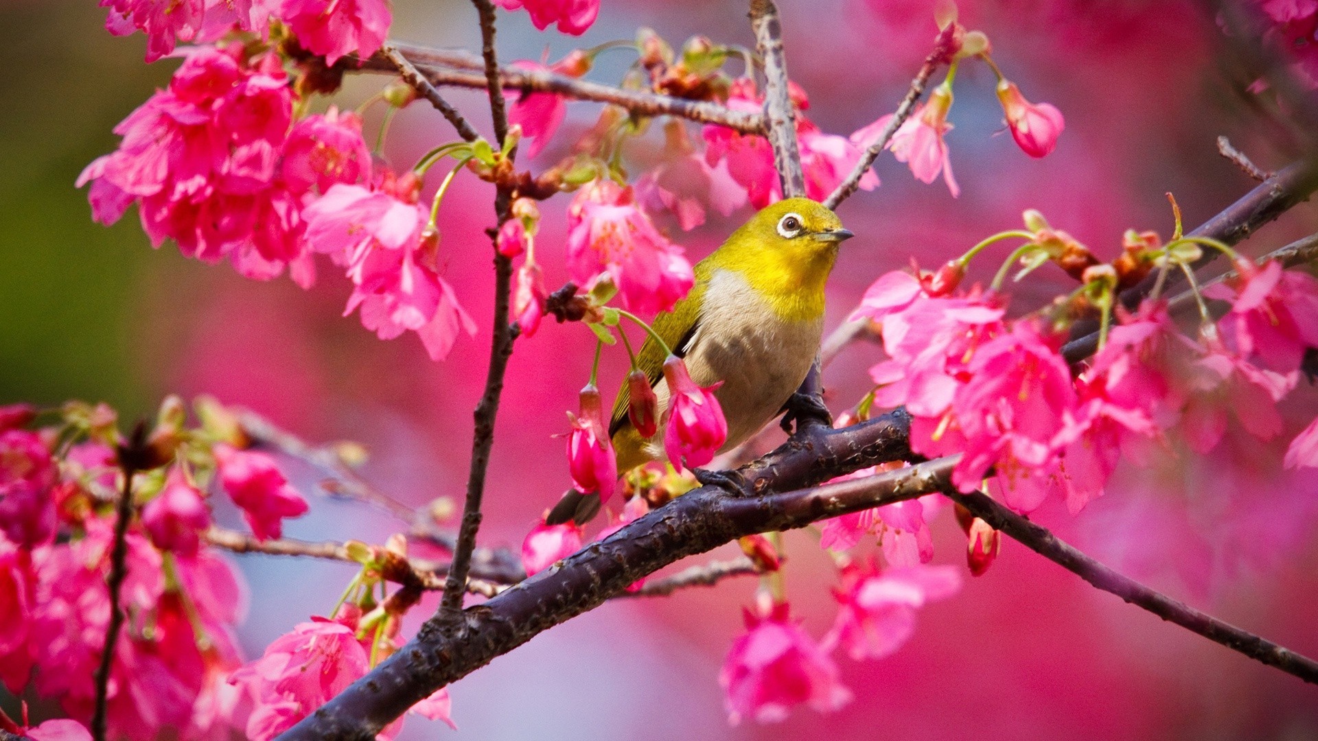 Yellow Bird In A Blossoming Tree - Nightingale - 1920x1080 Wallpaper ...