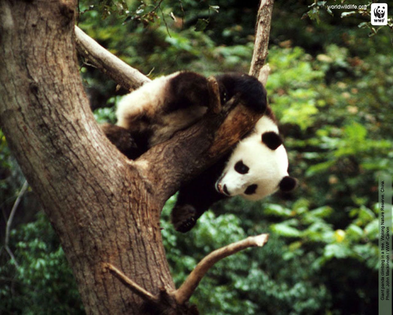 Wwf Animals - 1280x1024 Wallpaper - teahub.io
