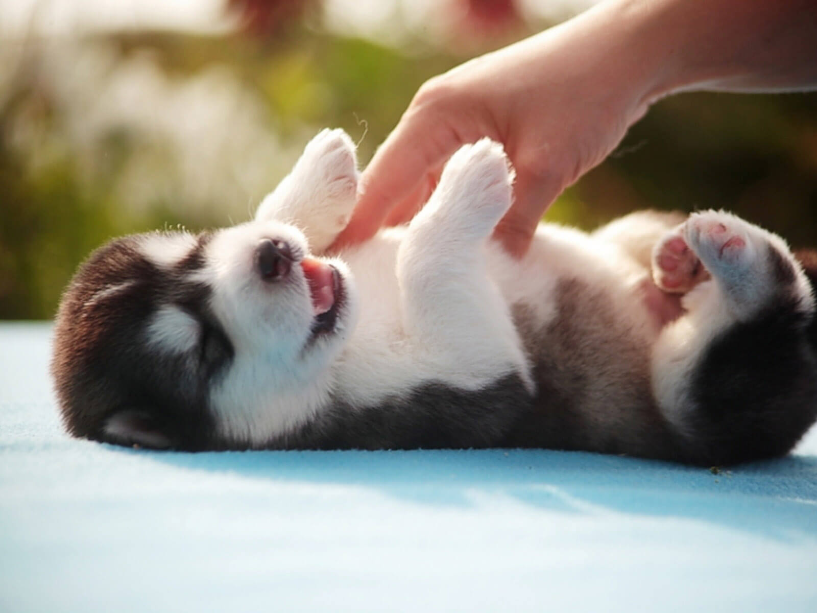 Cute Baby Alaskan Malamute - 1600x1200 Wallpaper - teahub.io