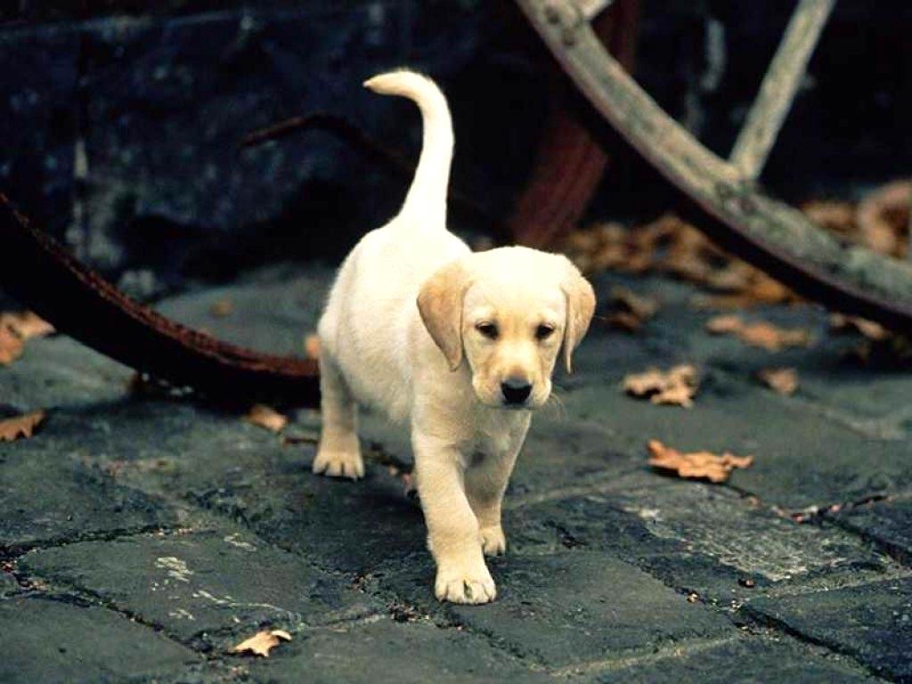 Labrador Dogs Images Wallpaper - Labrador Blanc 3 Mois - 1024x768 ...
