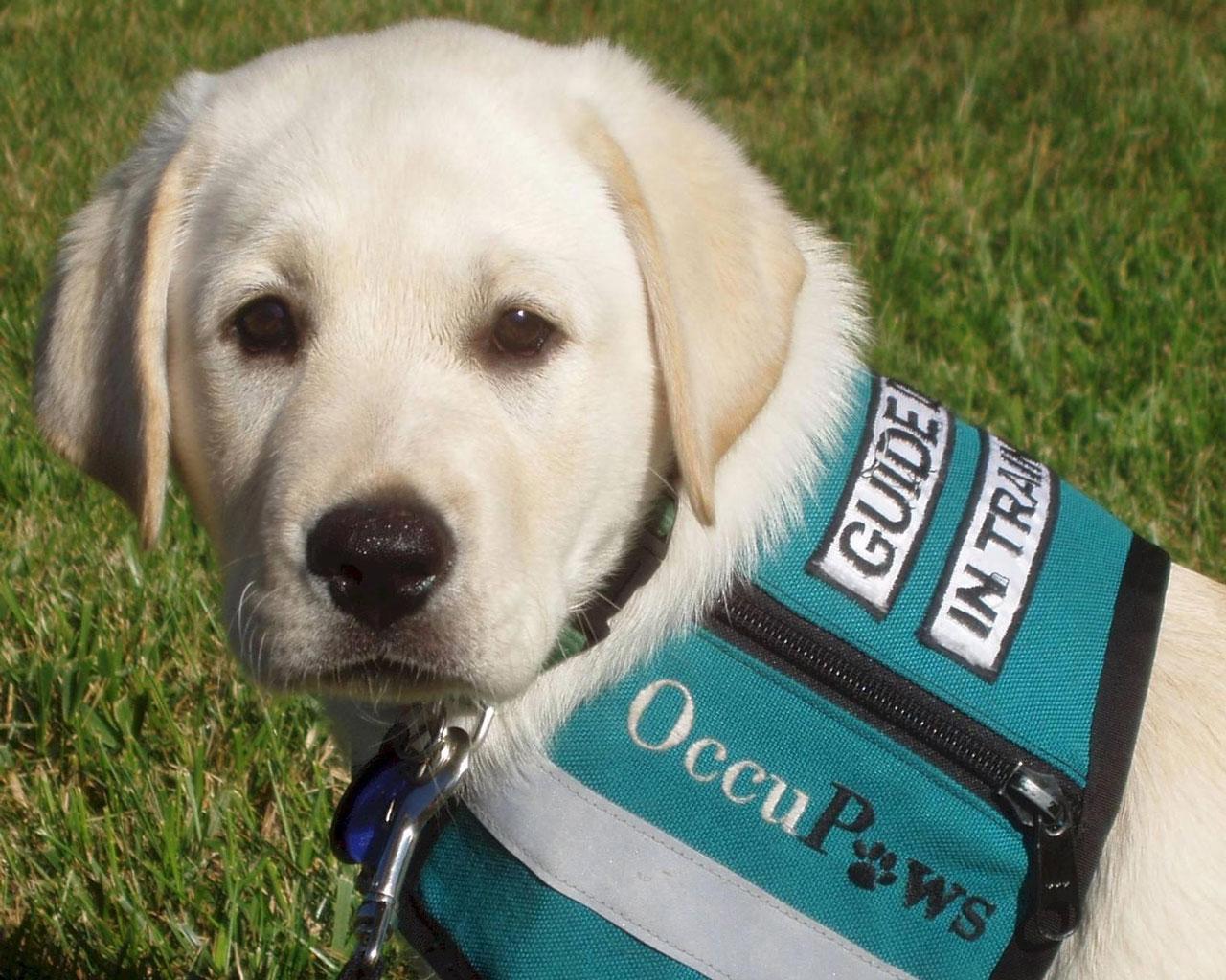 How To Train A Labrador Guide Dog