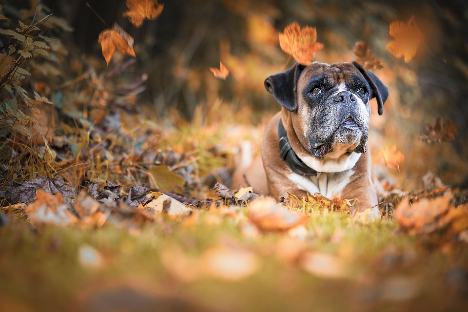 Fall Boxer - 960x640 Wallpaper - teahub.io