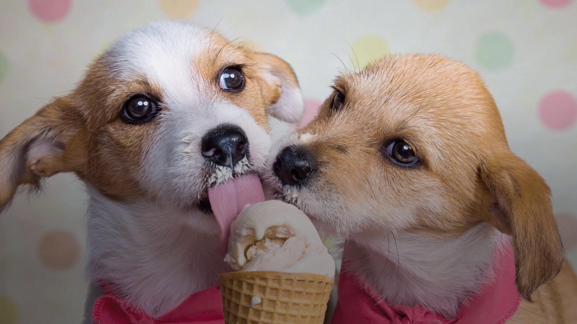Dog And Ice Cream - 1920x1080 Wallpaper - teahub.io