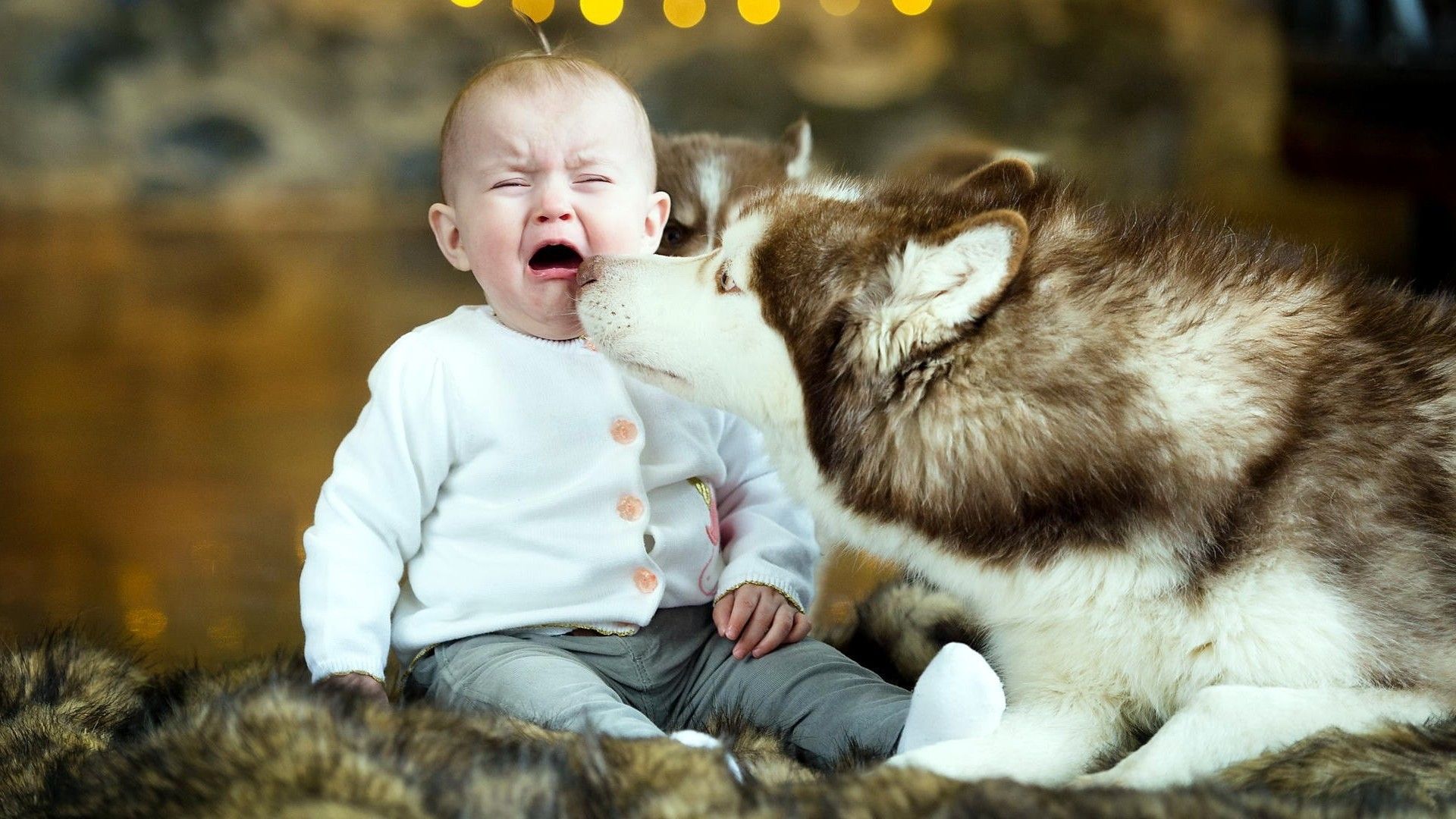 Why Do Dogs Cry Around Babies