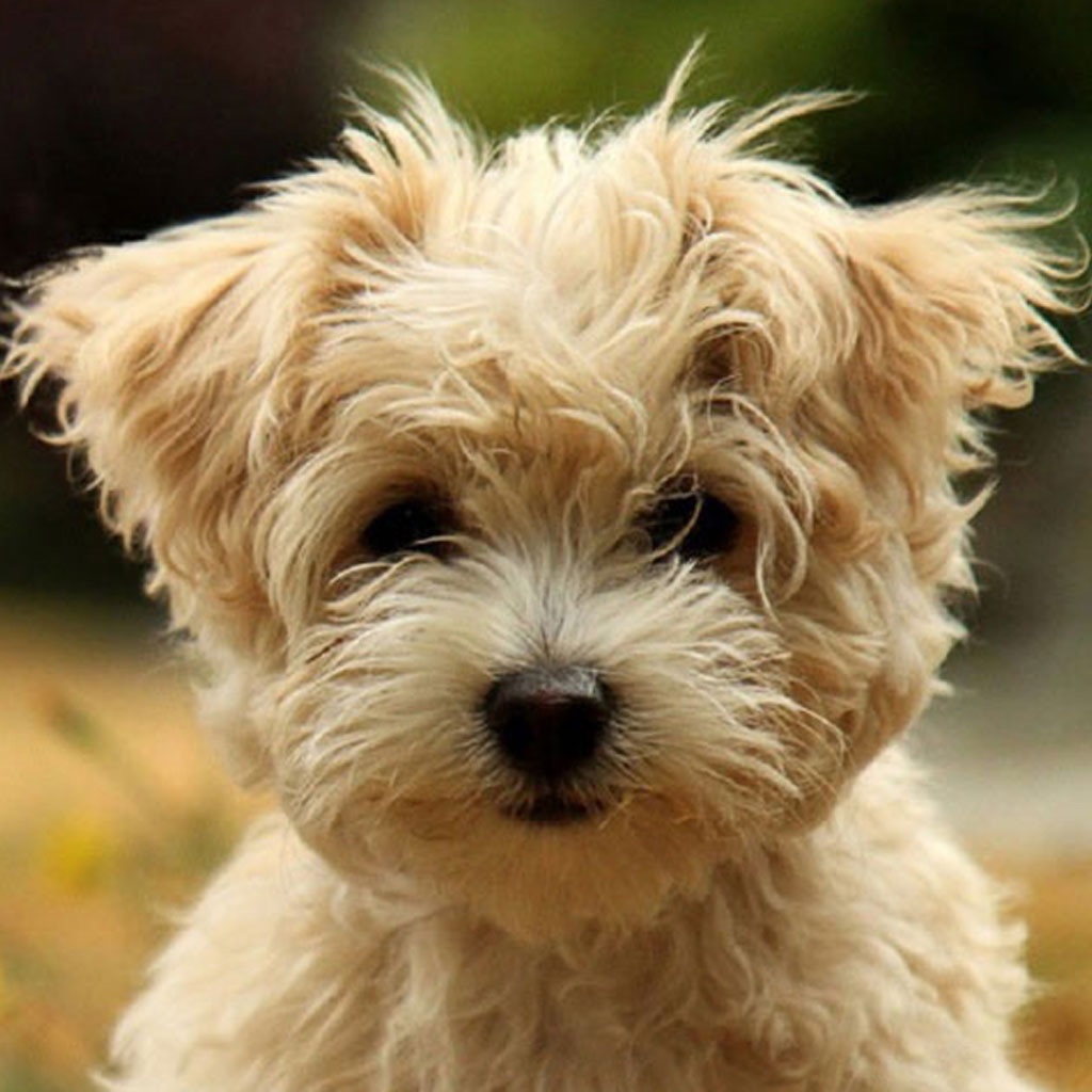 Cute Small Scruffy Dogs - 1024x1024 Wallpaper - teahub.io