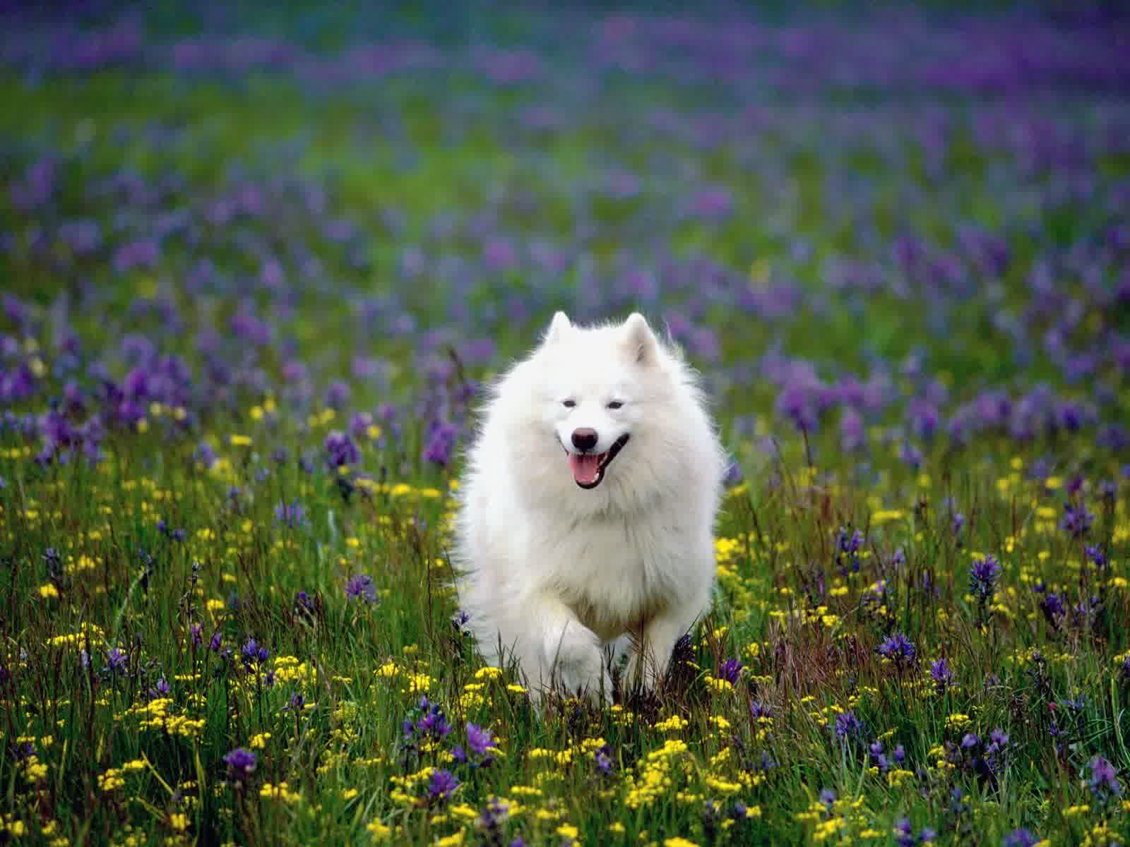 Dog In Field Of Flowers - 1600x1200 Wallpaper - teahub.io