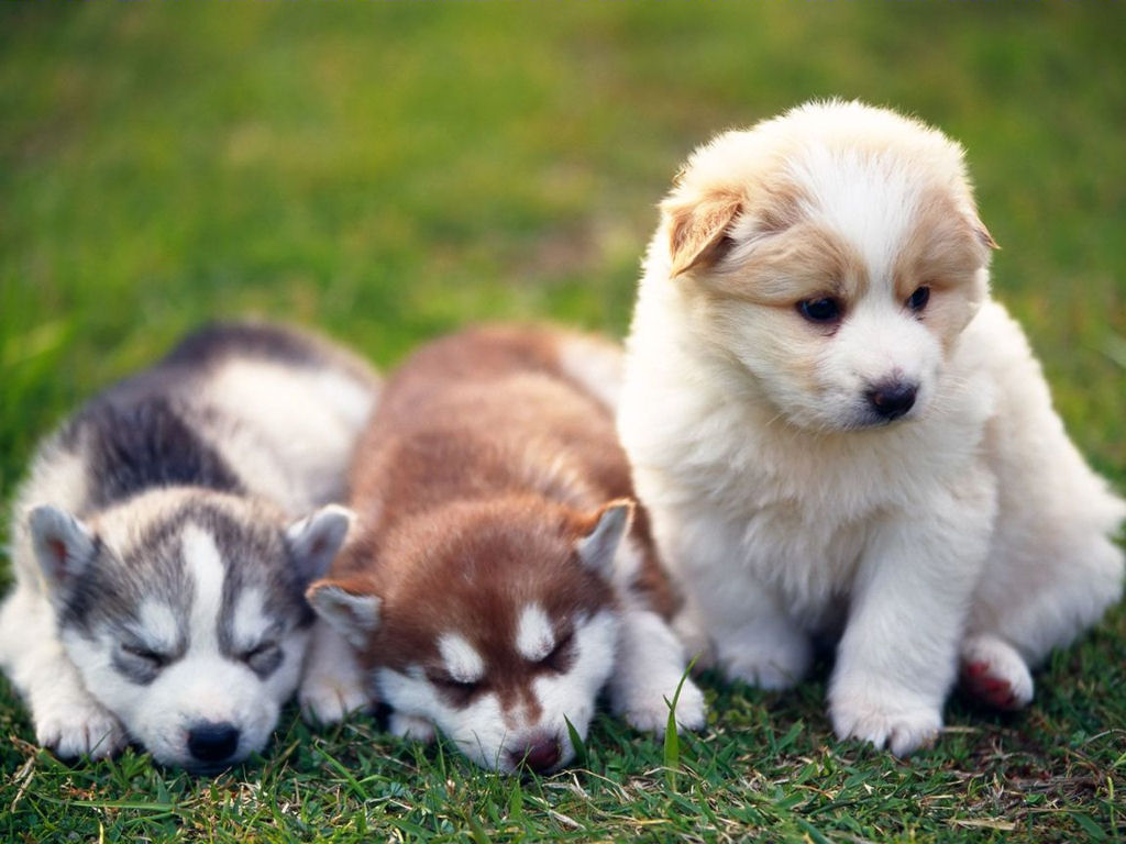 Great Pyrenees Husky Mix Puppy - 1024x768 Wallpaper - teahub.io