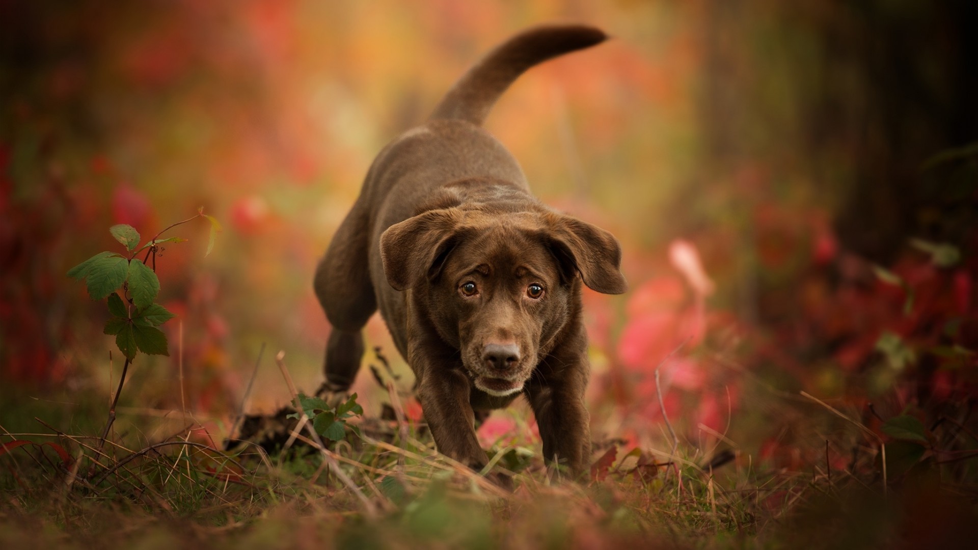 Labrador Retriever, Playful, Baby, Dogs - Cute Chesapeake Bay Retriever ...