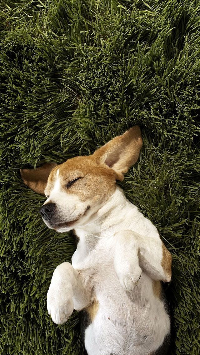 Survived Monday Meme - 640x1136 Wallpaper - teahub.io