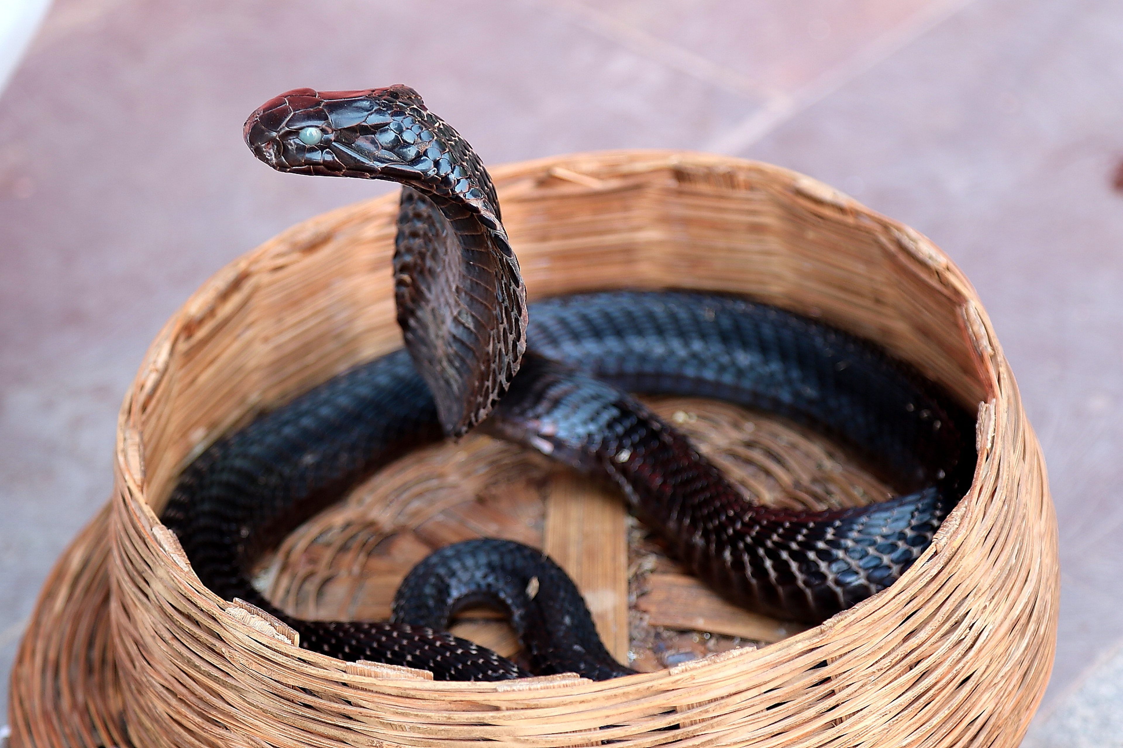 African King Cobra