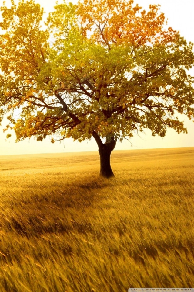 Hd Wallpapers For Mobile 320x480 Nature