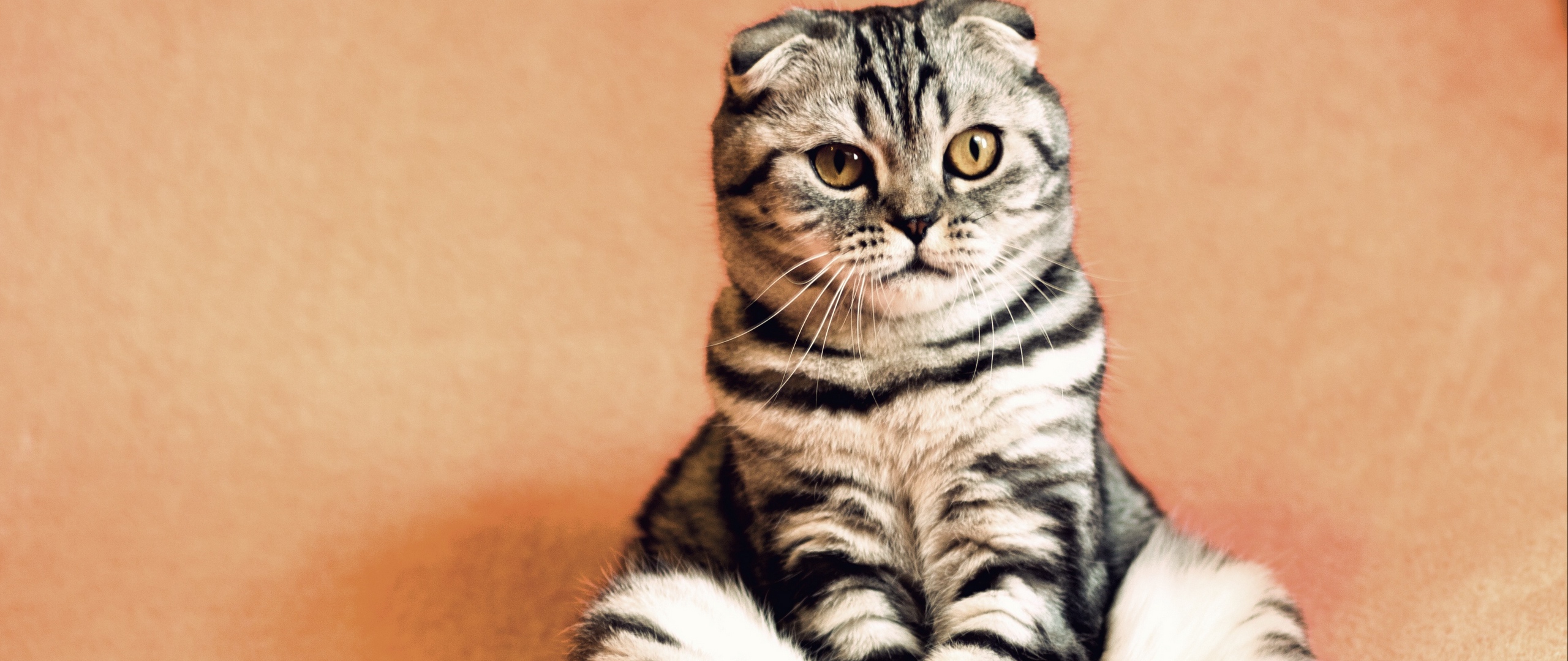Wallpaper Scottish Fold, Cat, Sitting, Cool, Funny - Scottish Fold ... Wallpaper Scottish Fold, Cat, Sitting, Cool, Funny - Scottish Fold ...