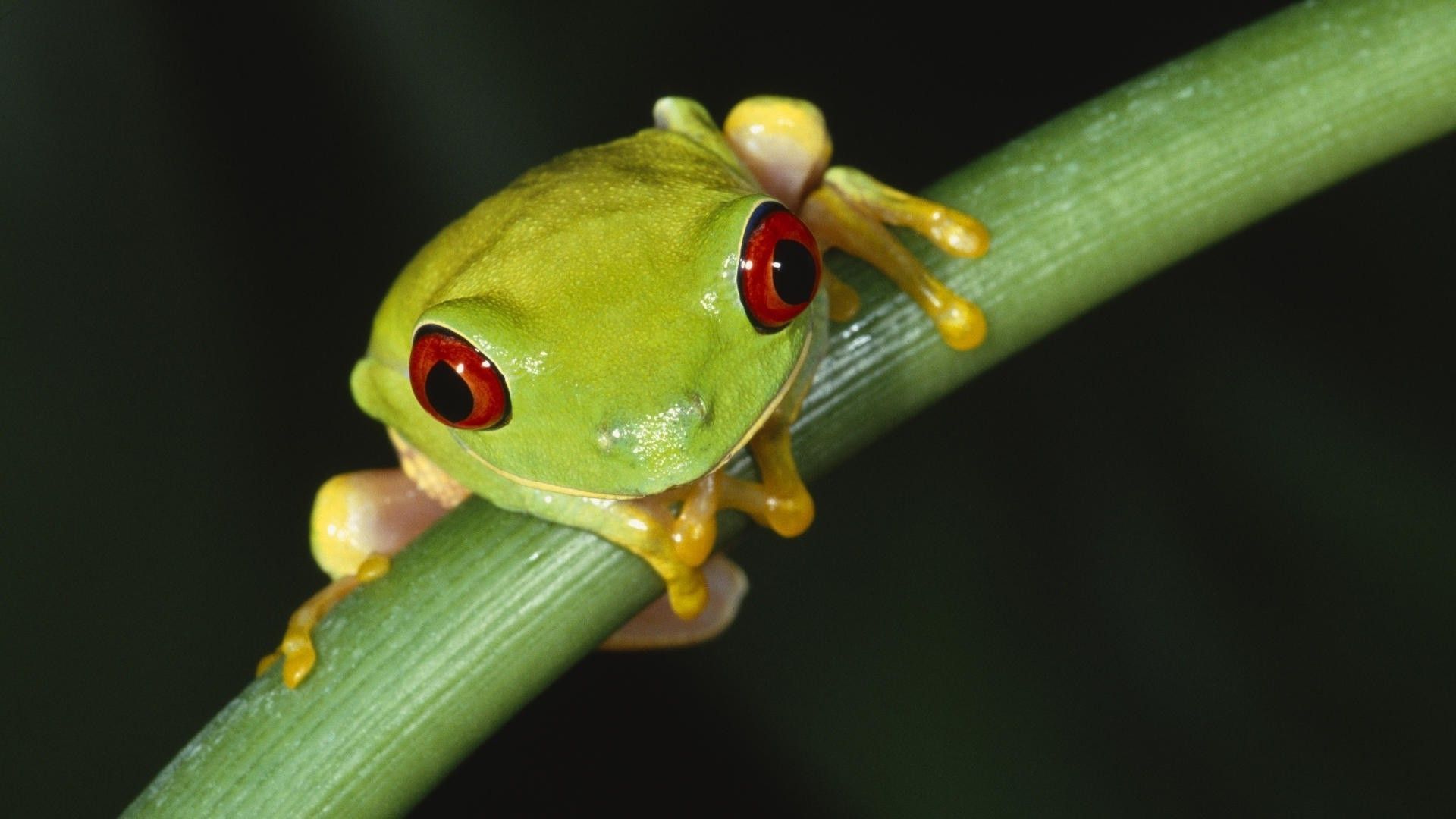 Red-eyed Tree Frog - 1920x1080 Wallpaper - teahub.io