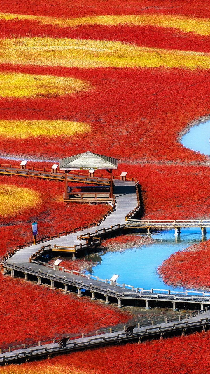 Tiger Seo - 720x1280 Wallpaper - teahub.io