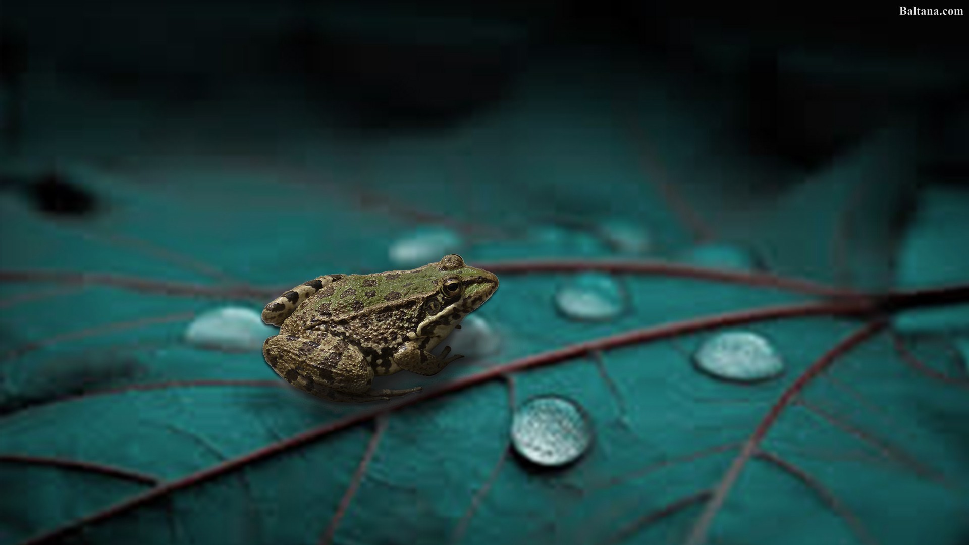 Frog High Definition Wallpaper - Rain Drops In Leaves Hd - 1920x1080 ...