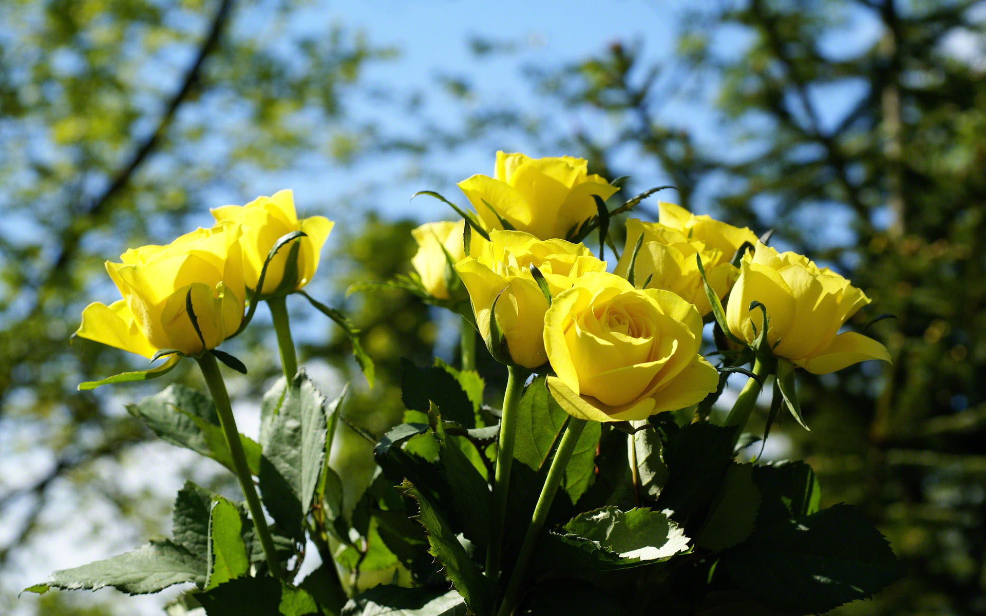 Yellow Roses Wallpaper Hd - 1920x1200 Wallpaper - teahub.io
