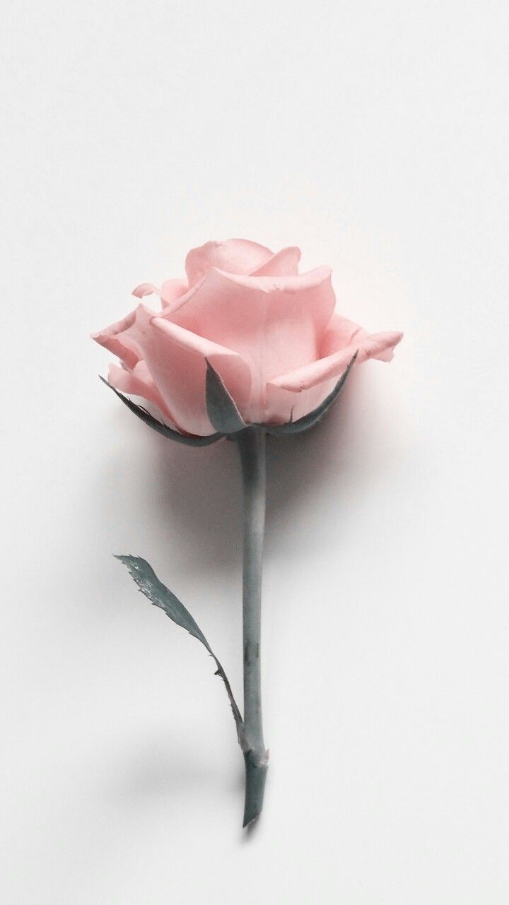 Latar Flatlay Trend Wallpaper Flower Pink Gambar Bunga - 720x1281 ...