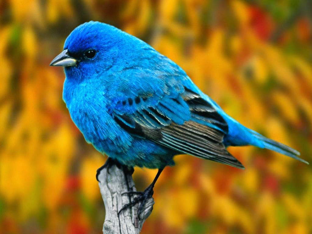 Foto Burung Cantik Terbaik - Blue Bird With Name - 1024x767 Wallpaper ...